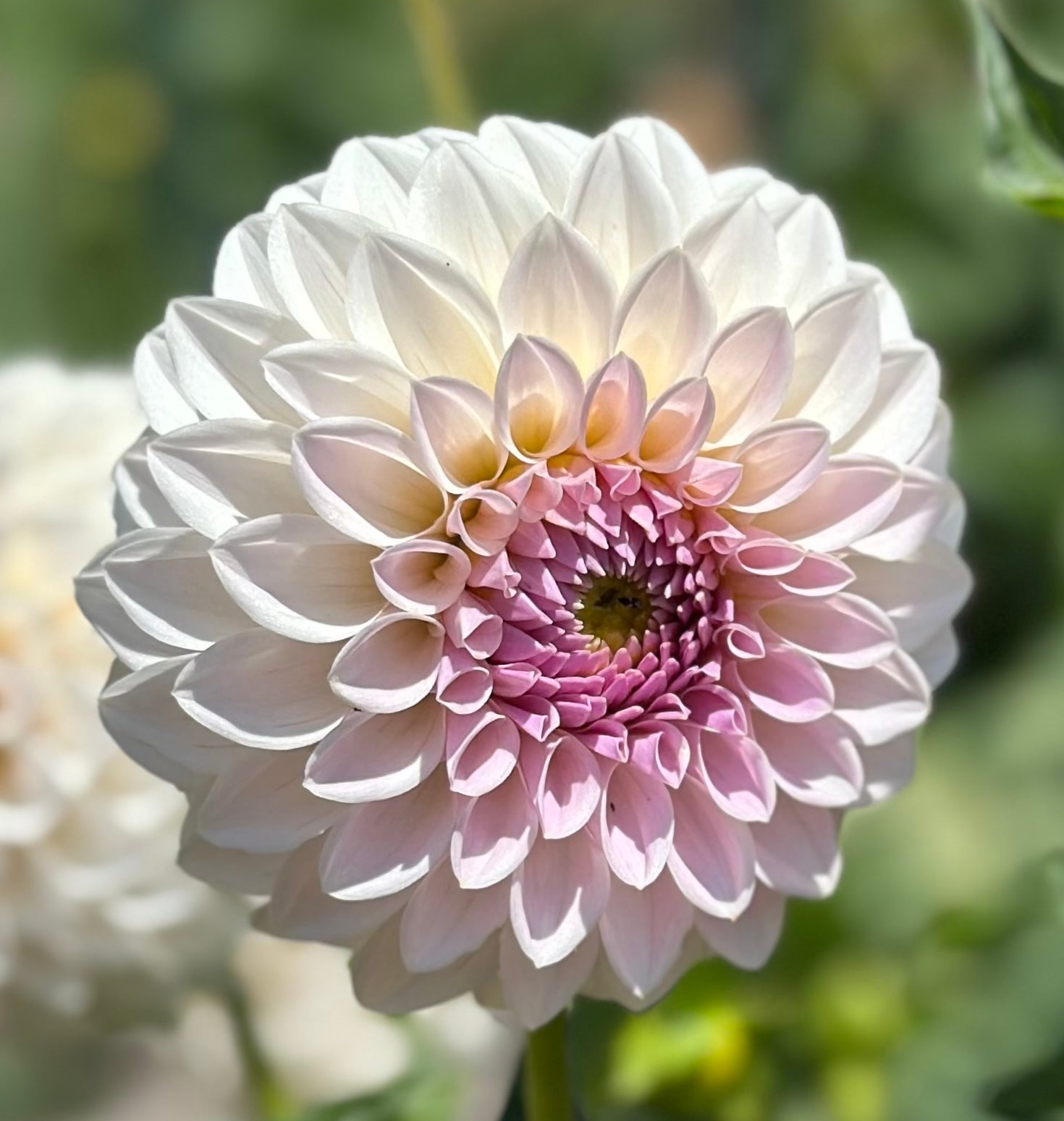Bloomquist Tory P | Honey Bee Dahlias