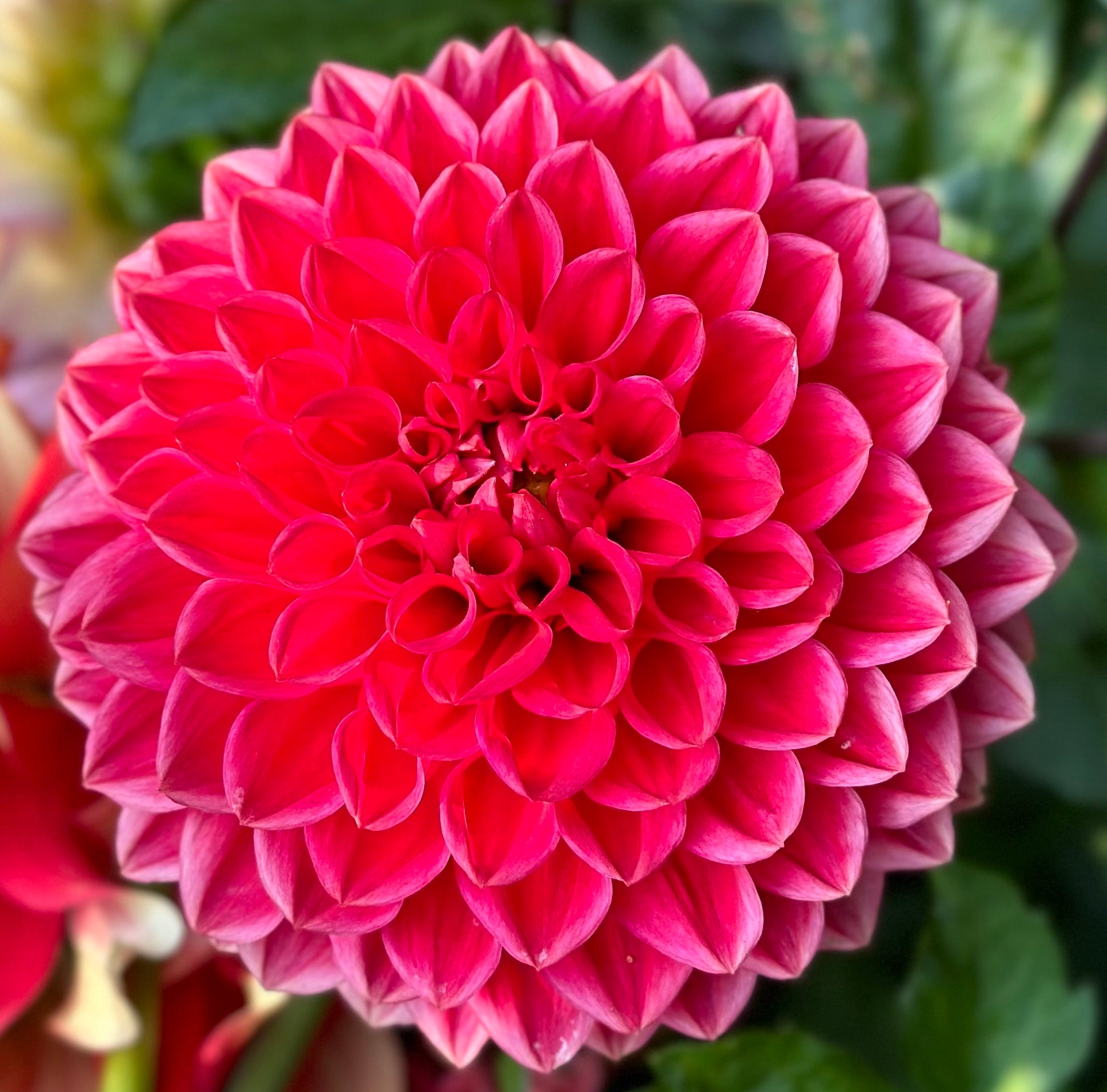 Tempest | Honey Bee Dahlias
