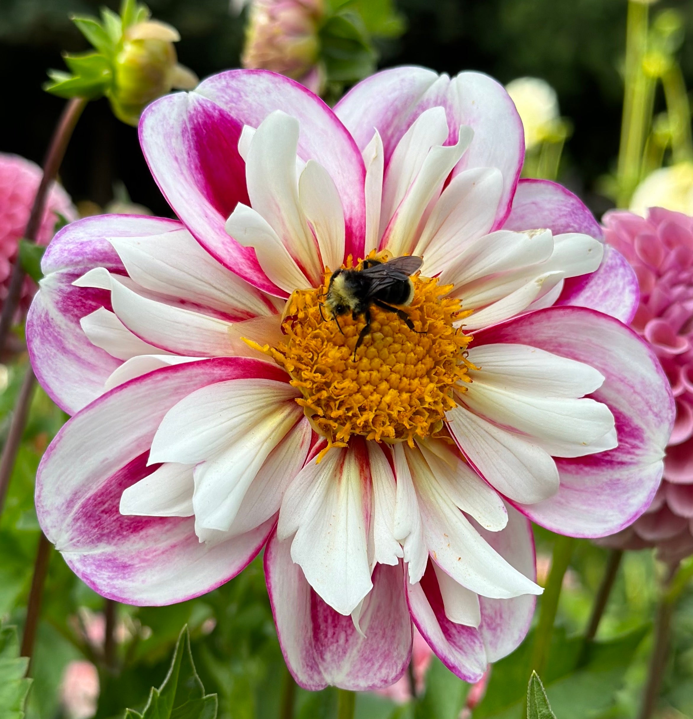 Bumble Rumble | Honey Bee Dahlias