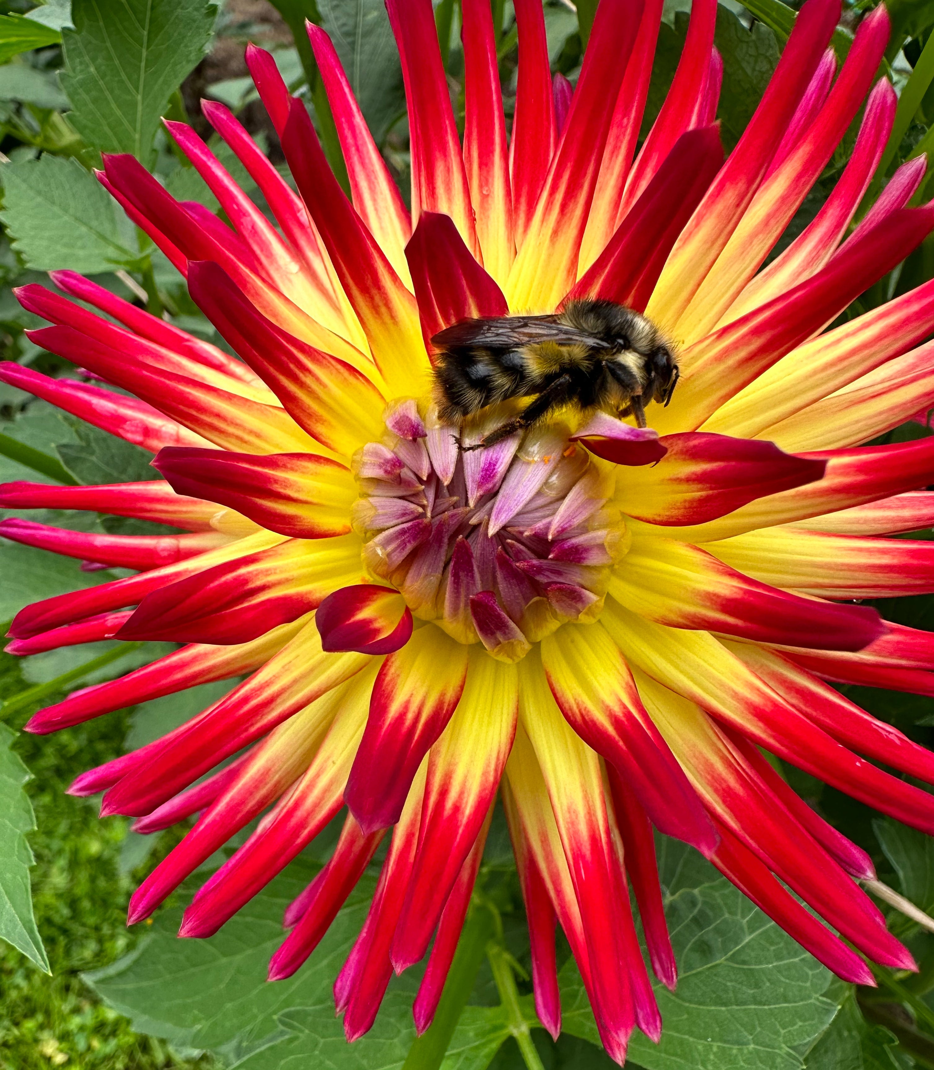 Weston Spanish Dancer | Honey Bee Dahlias