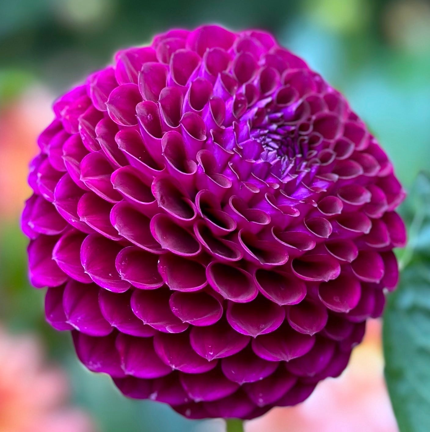 Chimacum Del Blomma | Honey Bee Dahlias