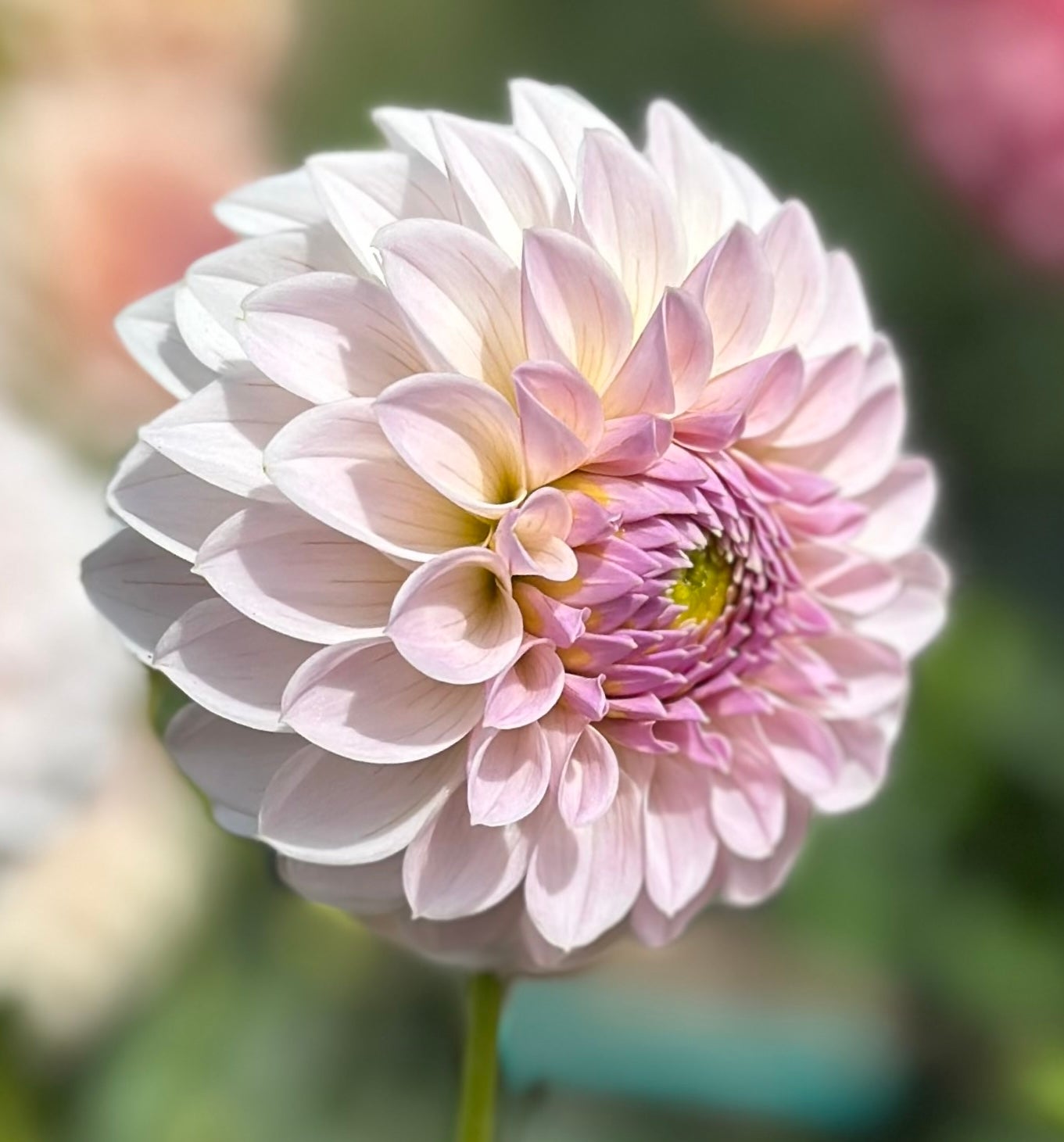 Bloomquist Tory P | Honey Bee Dahlias
