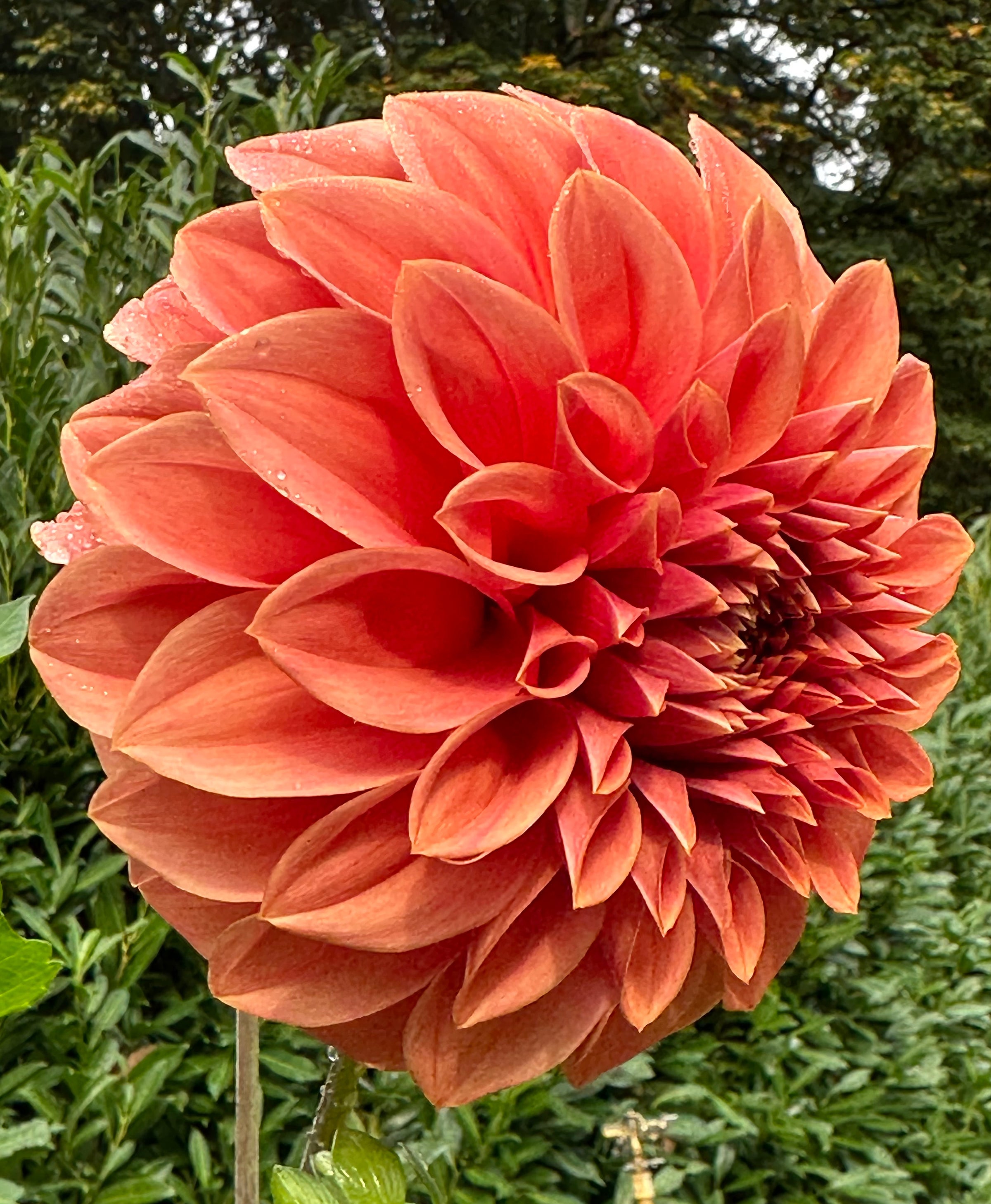 Sylvia Craig Hunter | Honey Bee Dahlias