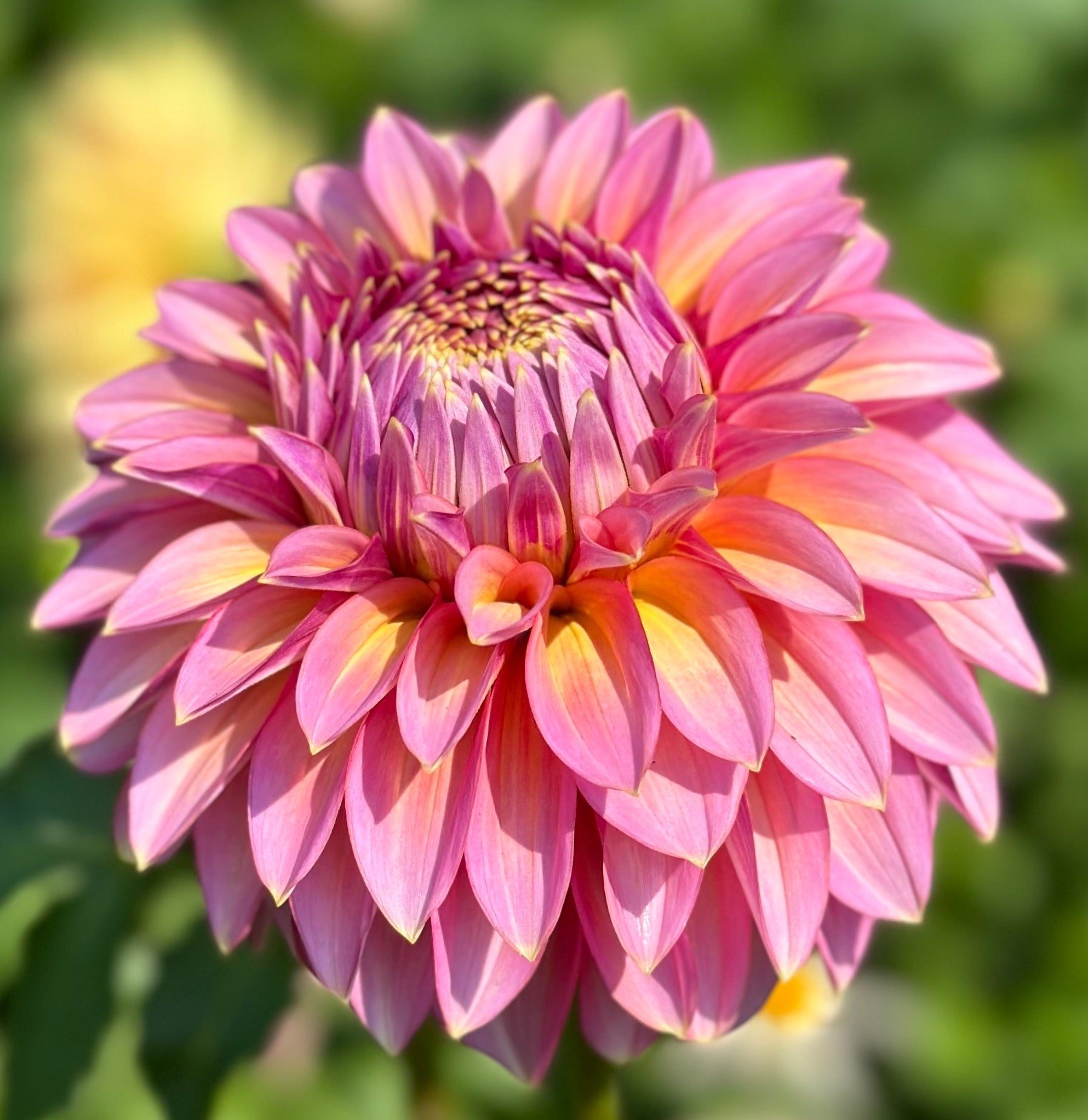 Bloomquist Mojo | Honey Bee Dahlias