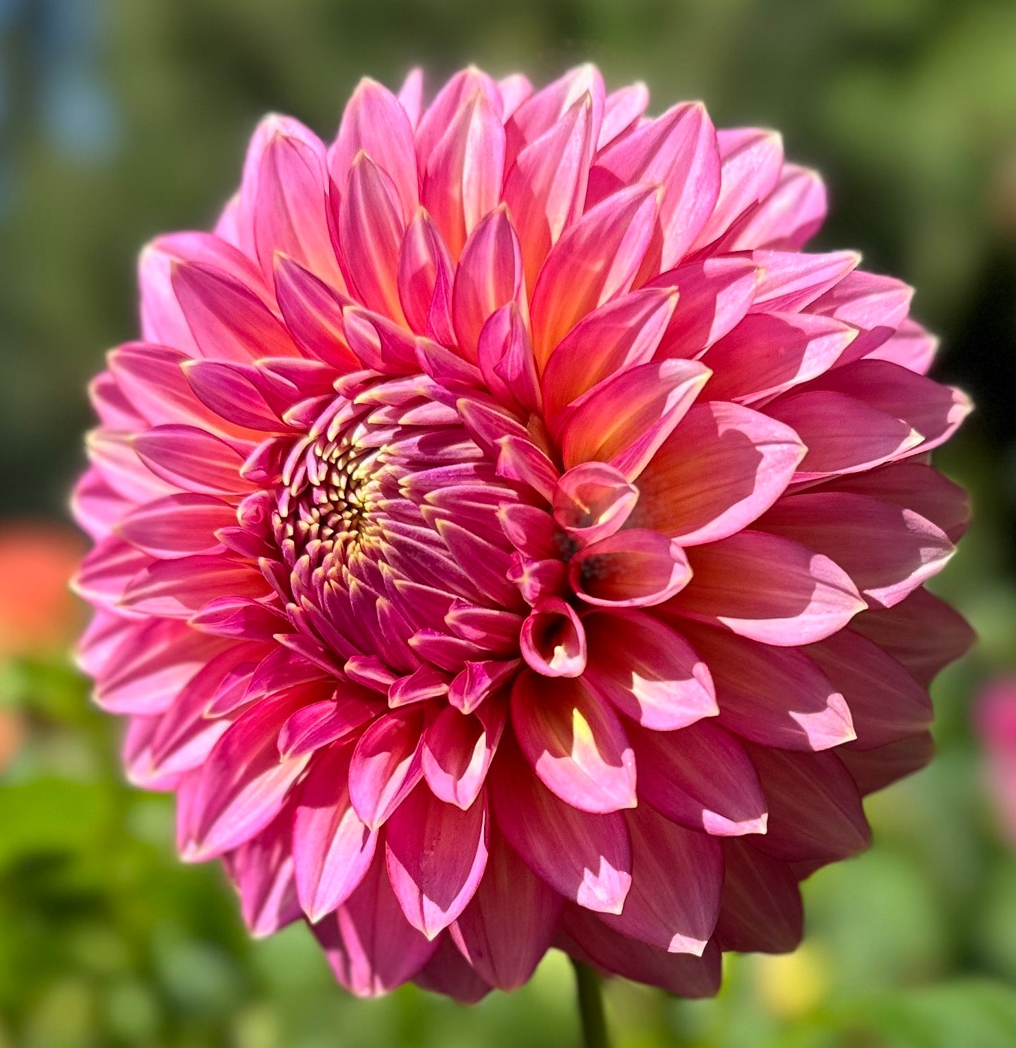 Bloomquist Mojo | Honey Bee Dahlias