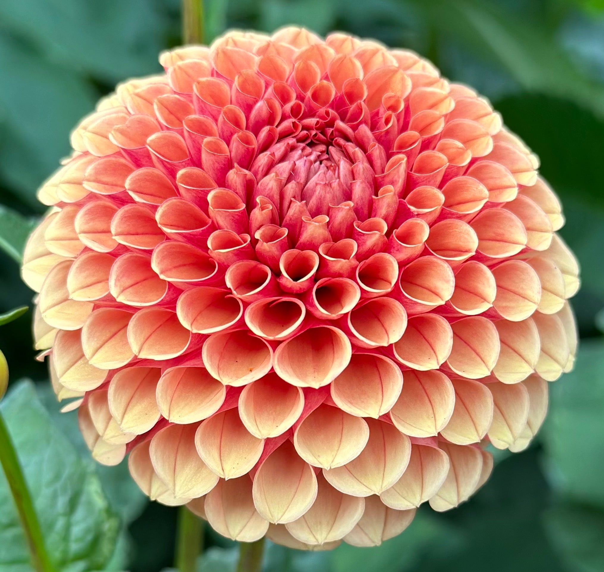 Hy Suntan | Honey Bee Dahlias