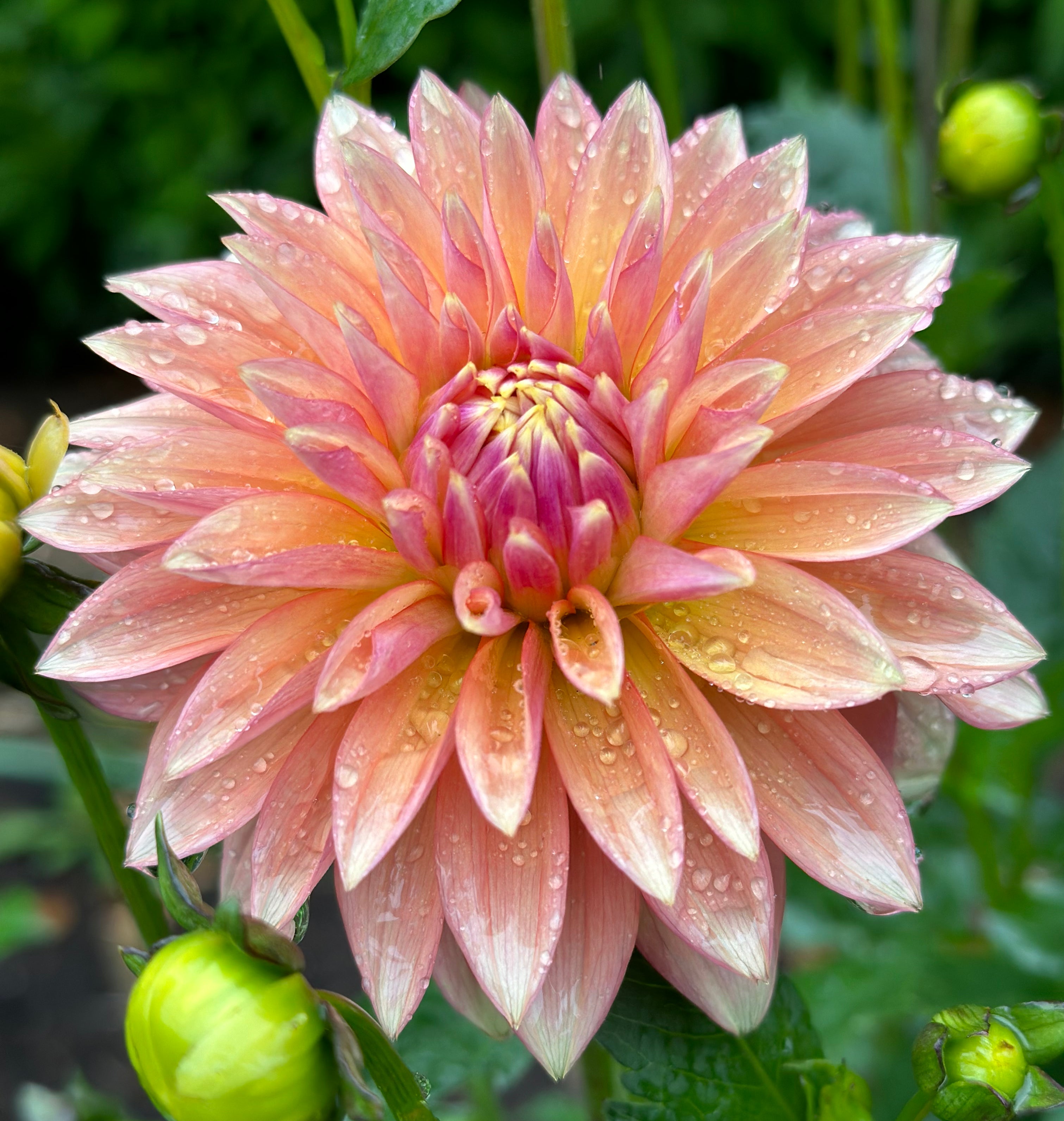 Kick Off | Honey Bee Dahlias
