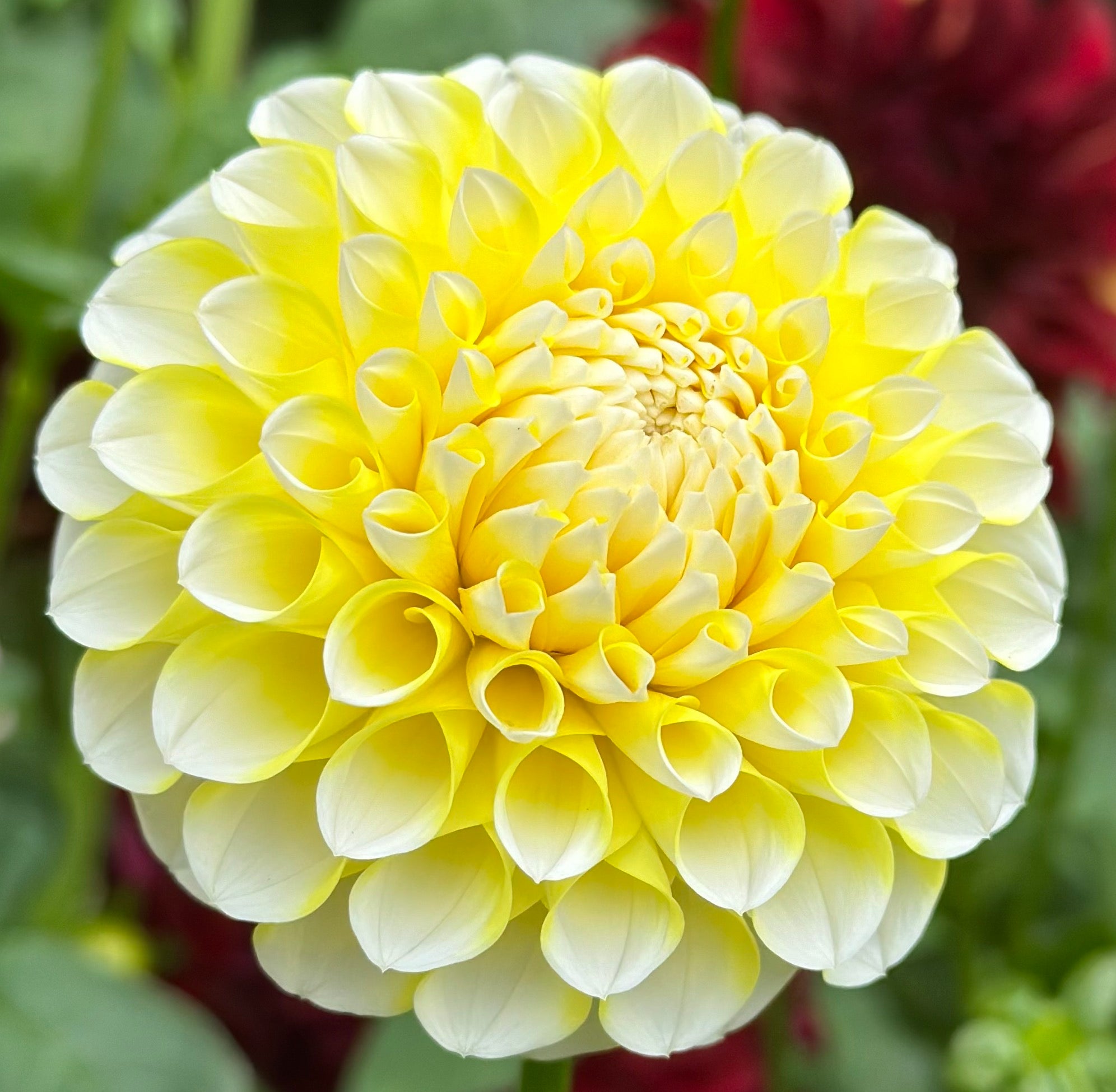 River's Yellow Snow | Honey Bee Dahlias