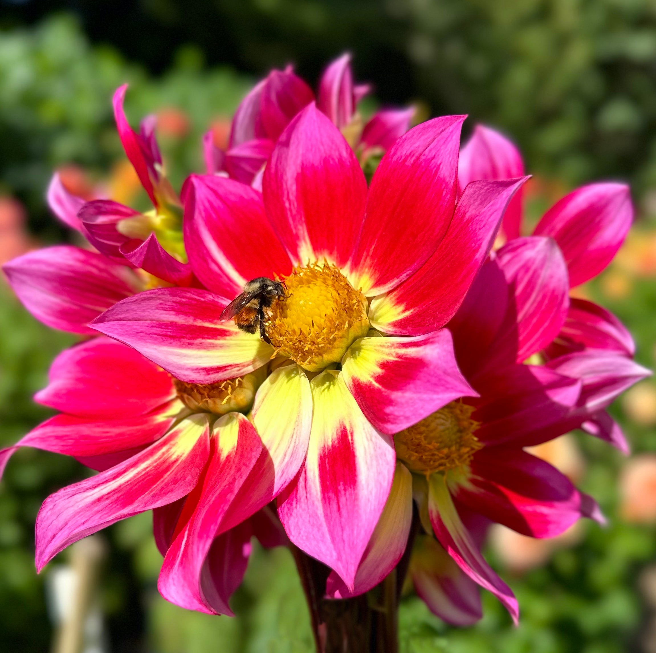 Junkyard Princess | Honey Bee Dahlias