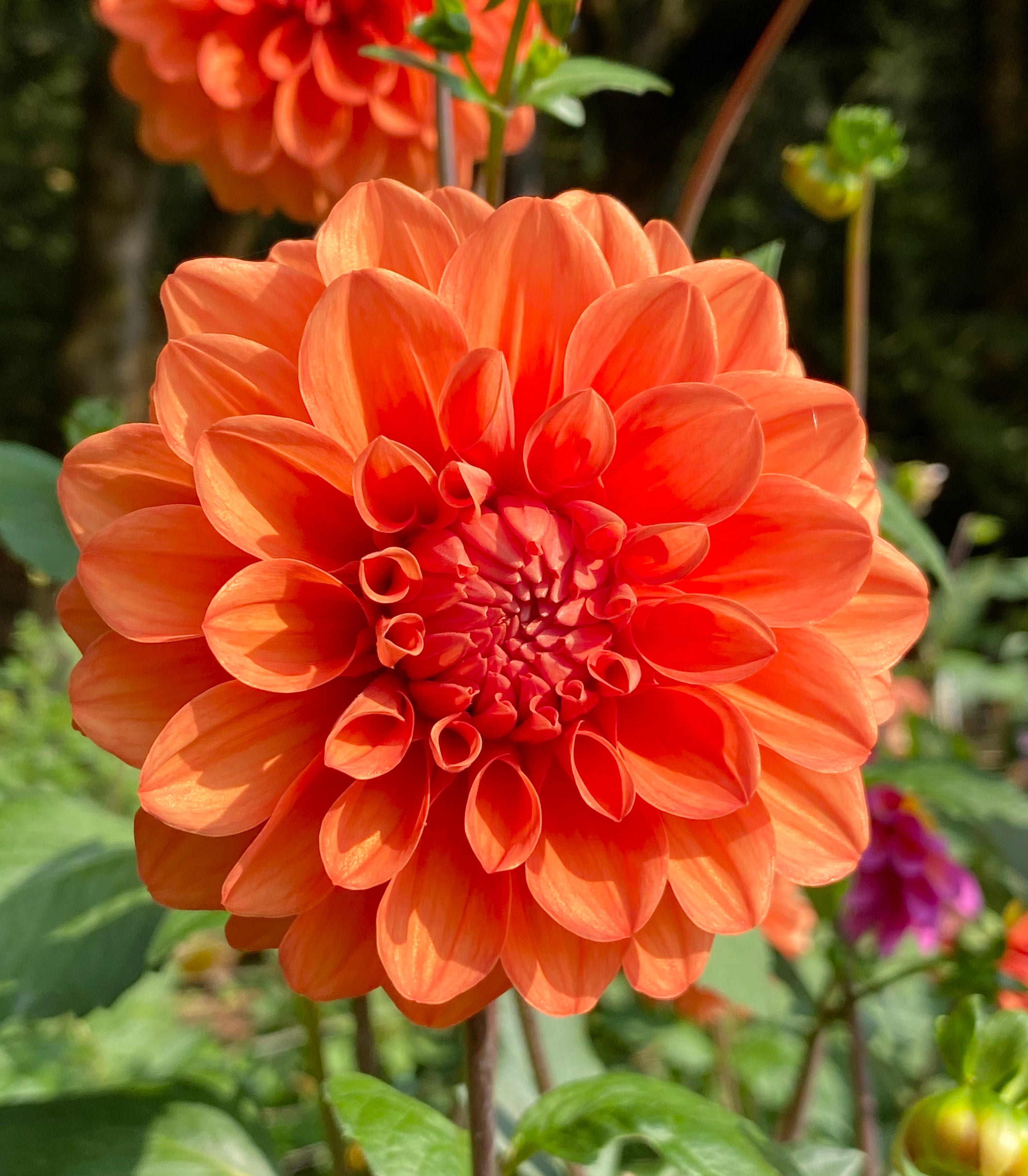Naomi Orange | Honey Bee Dahlias