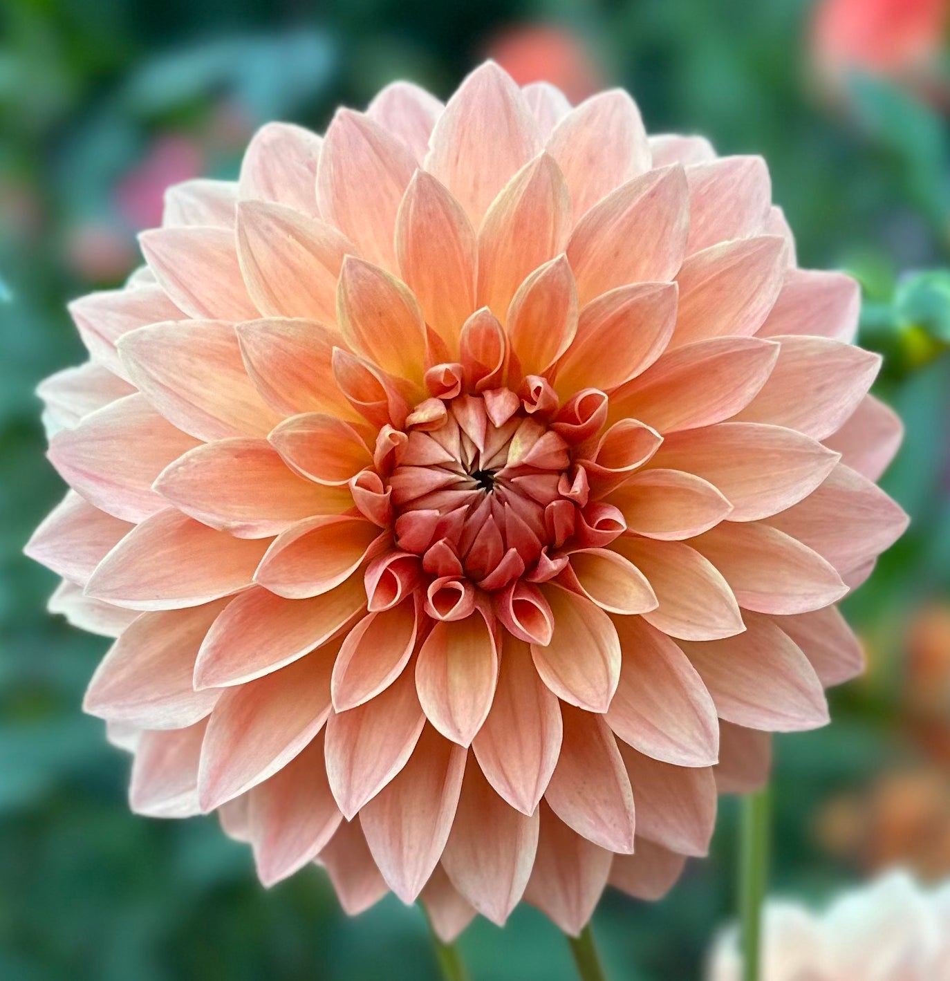 Hamilton Lillian | Honey Bee Dahlias