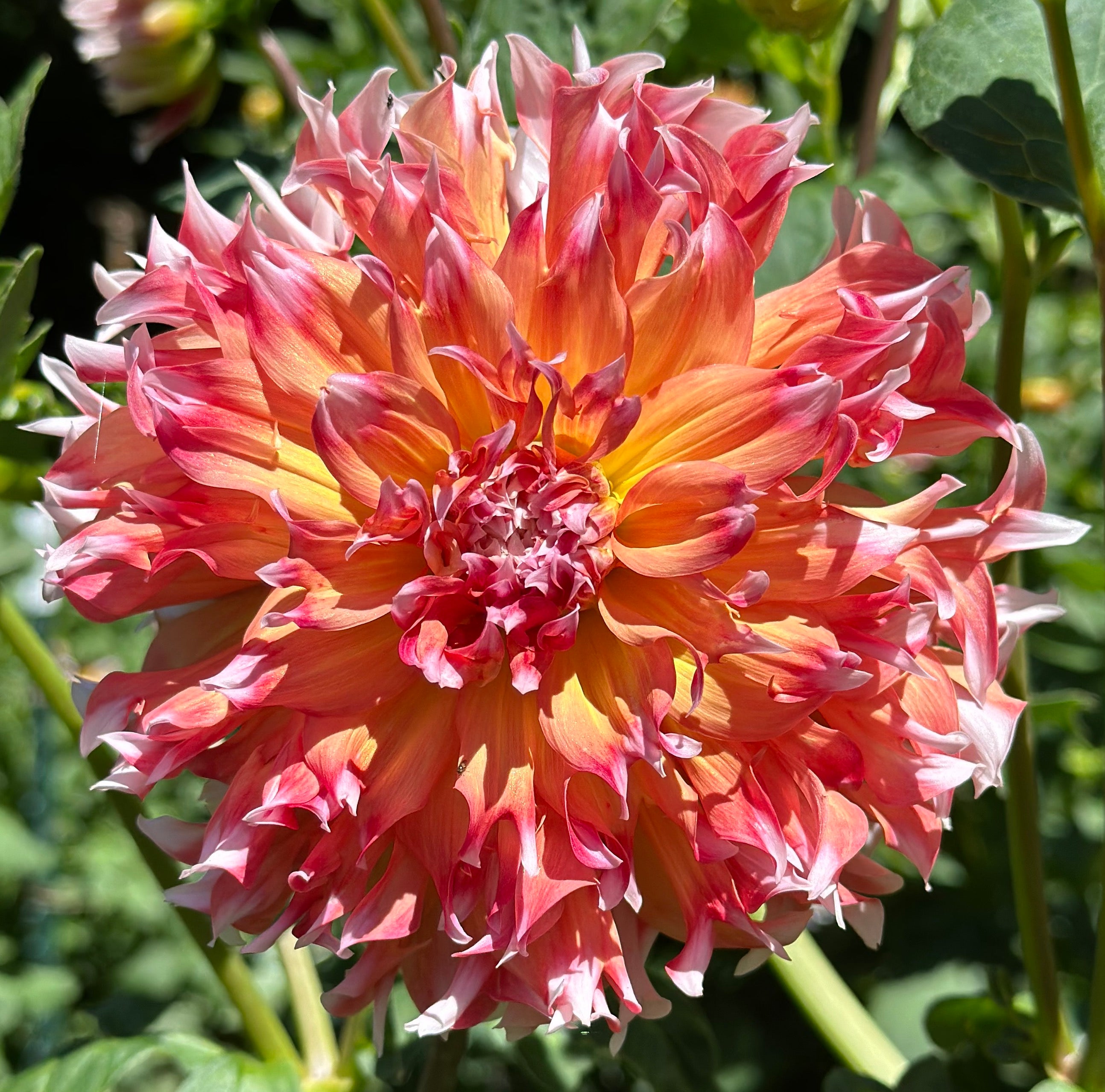 Bloomquist Amazing | Honey Bee Dahlias