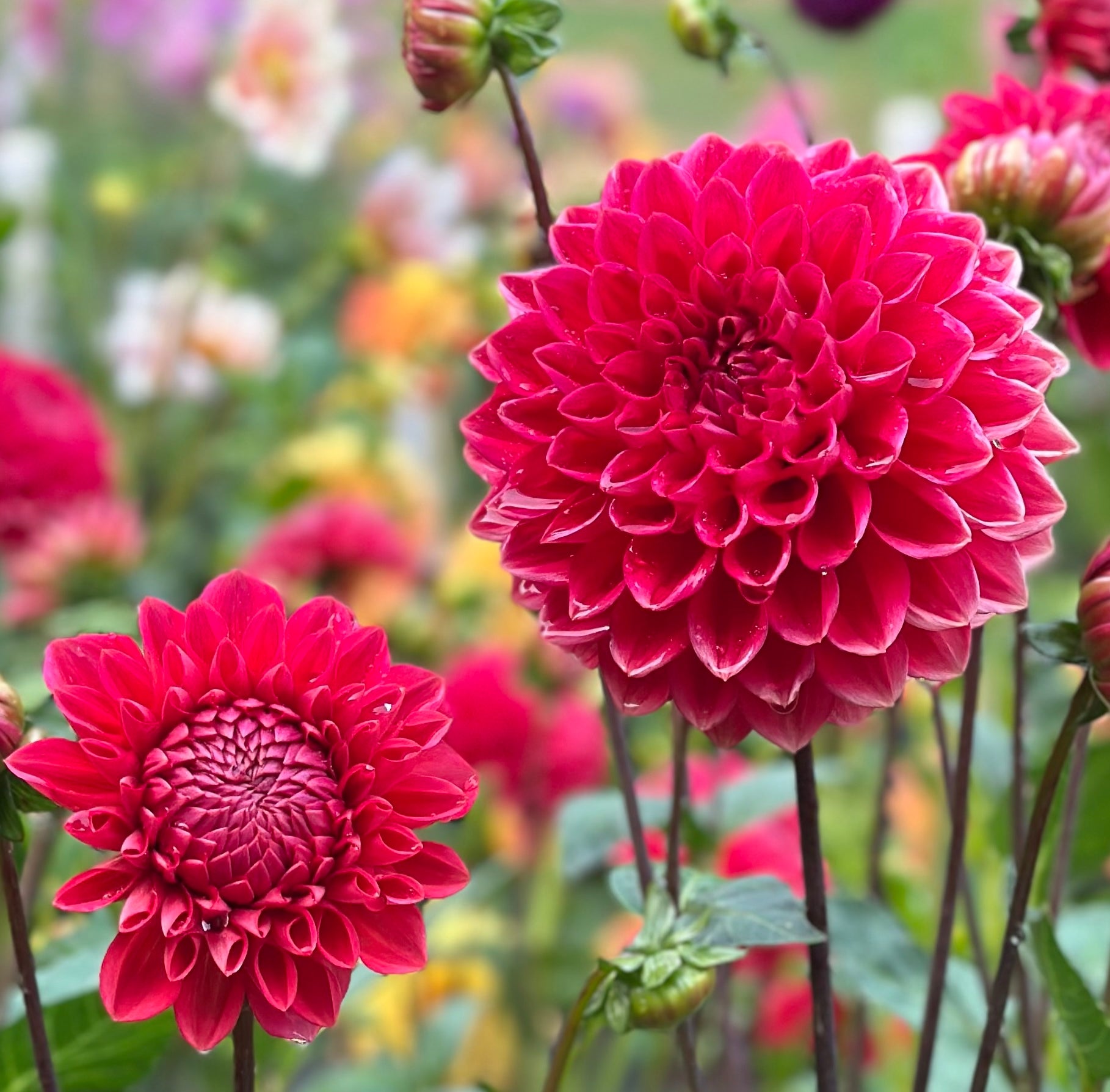 Tempest | Honey Bee Dahlias