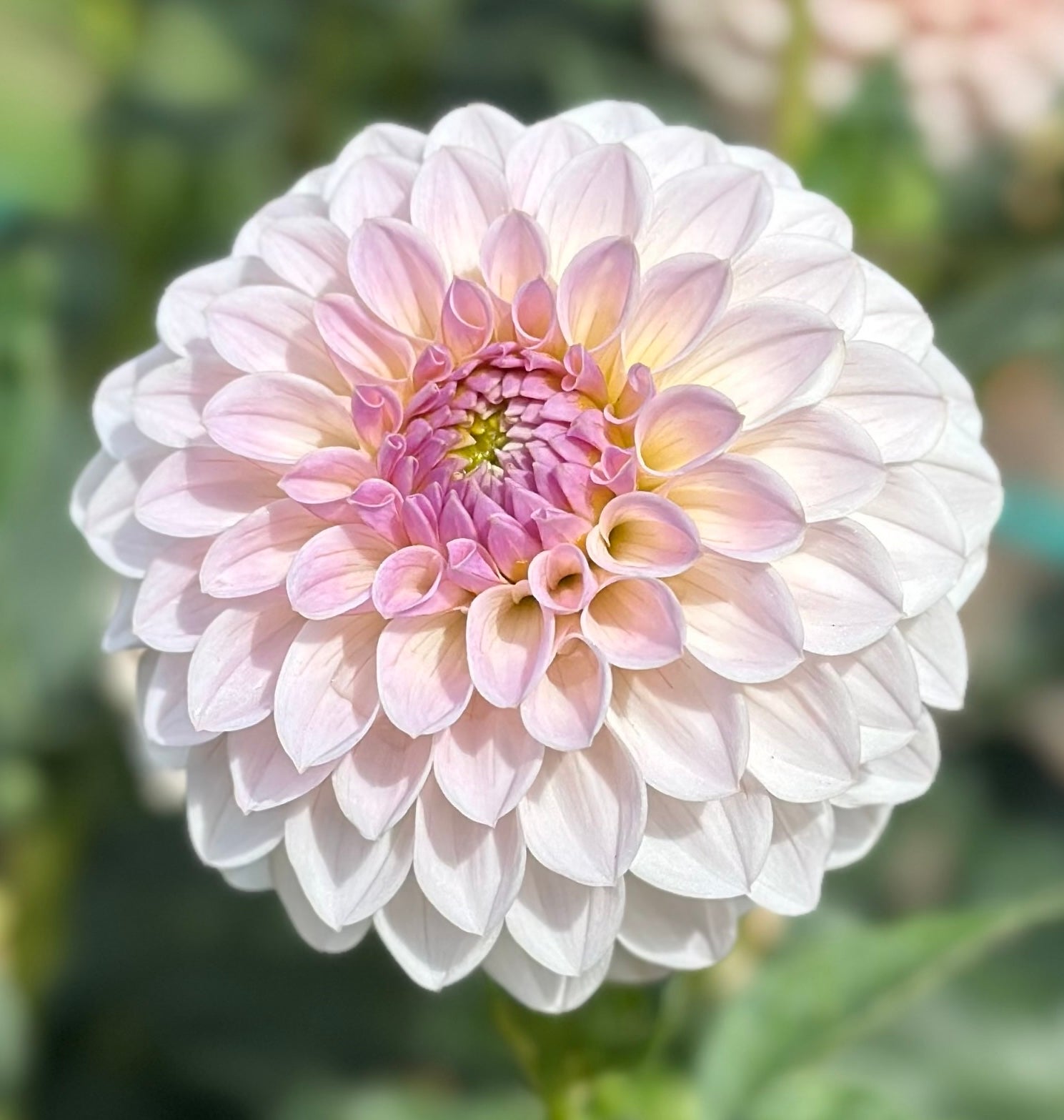 Bloomquist Tory P | Honey Bee Dahlias