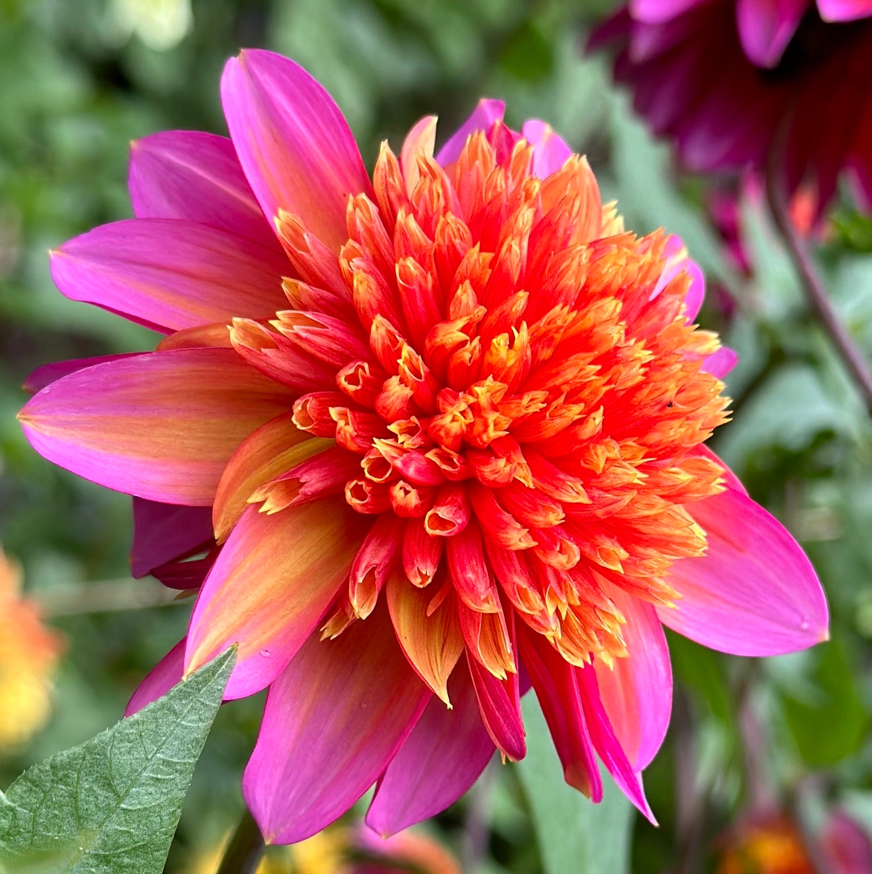 Wannabee | Honey Bee Dahlias