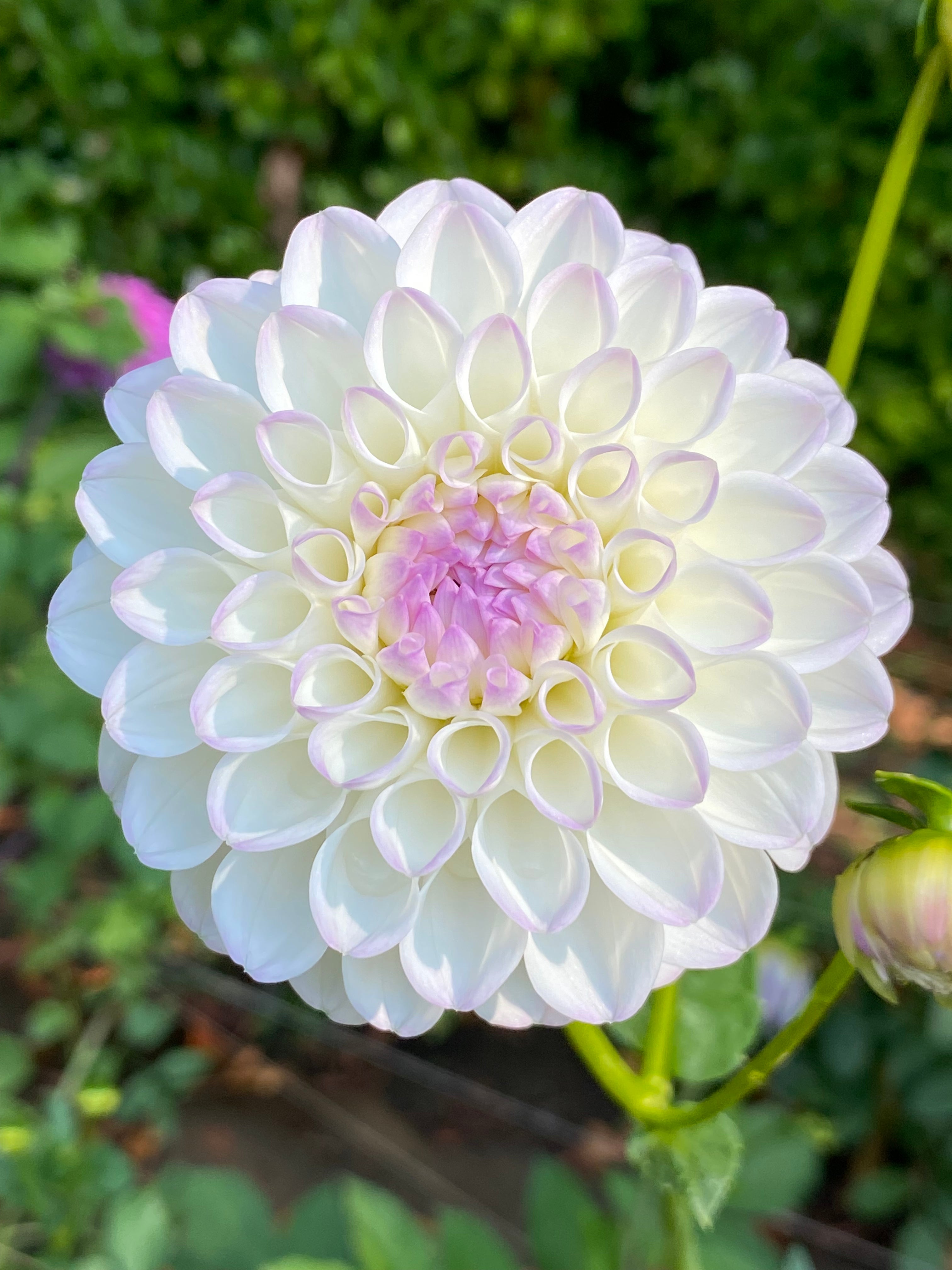 Gaylen Rose | Honey Bee Dahlias