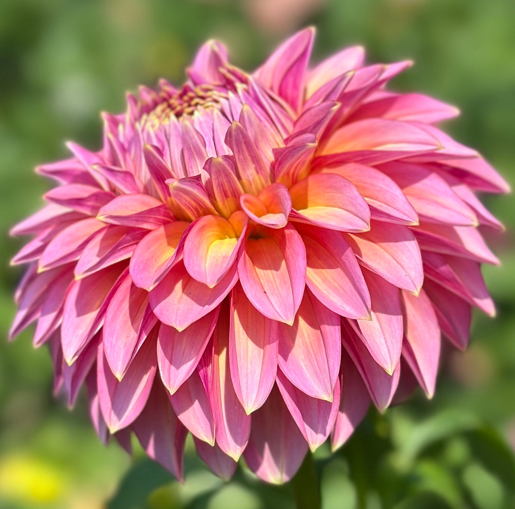 Bloomquist Mojo | Honey Bee Dahlias