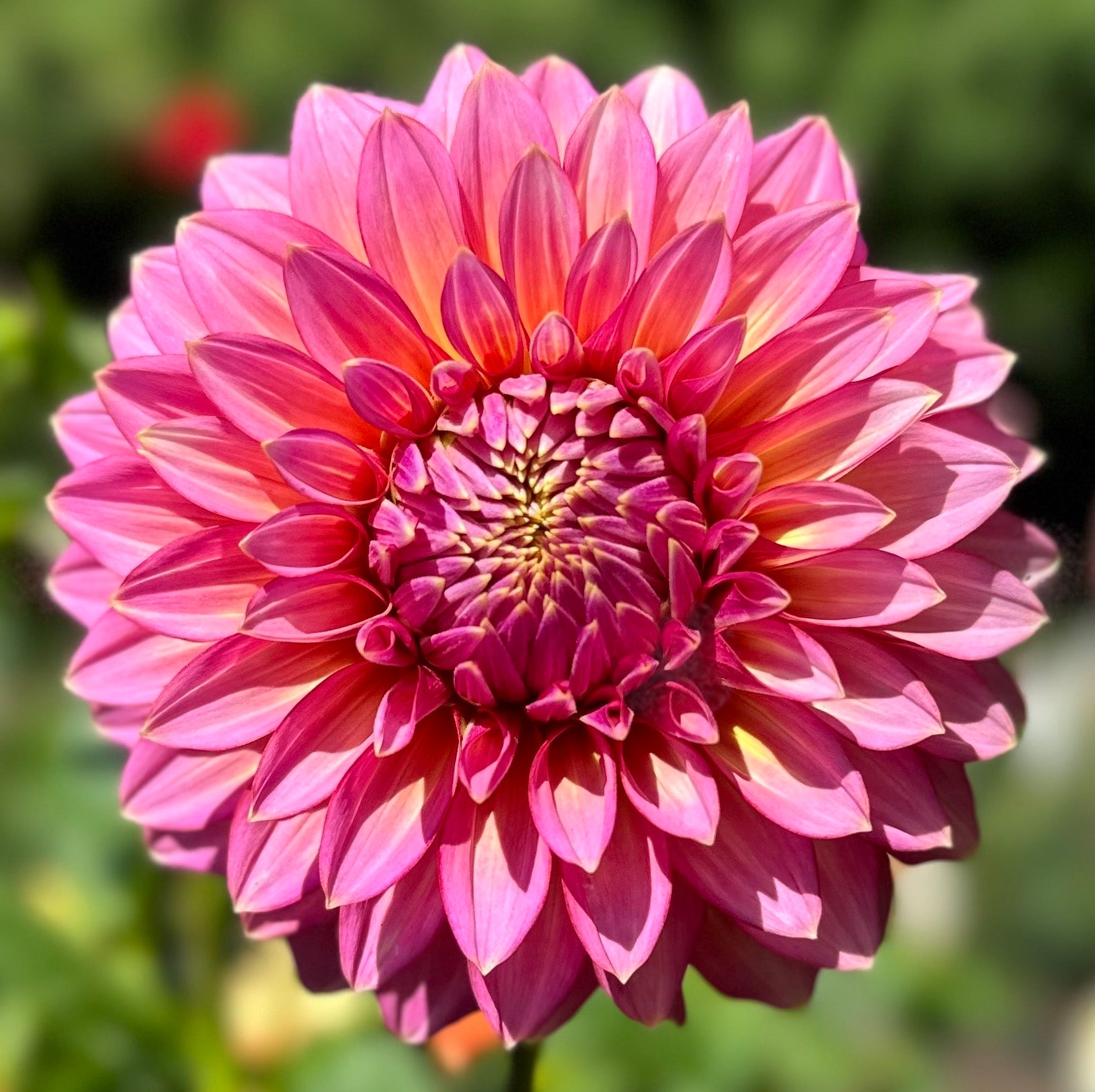 Bloomquist Mojo | Honey Bee Dahlias