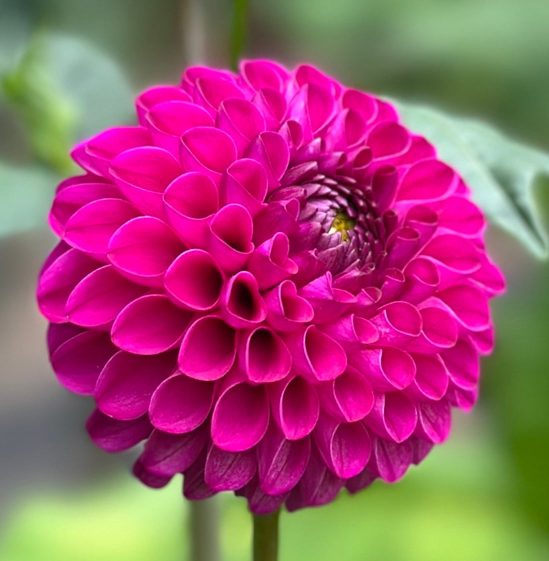 Bloomquist Refreshing | Honey Bee Dahlias