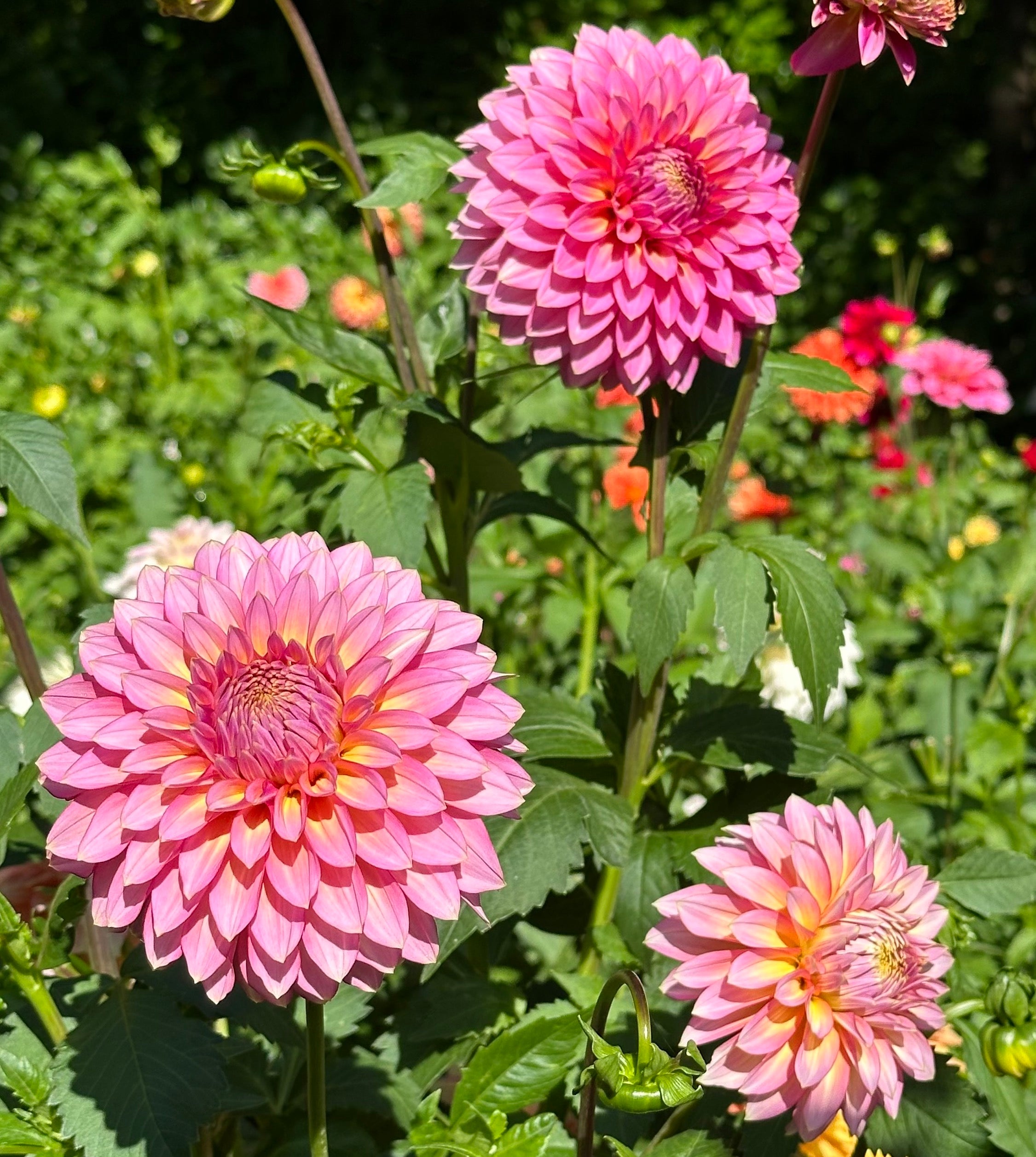 Bloomquist Mojo | Honey Bee Dahlias