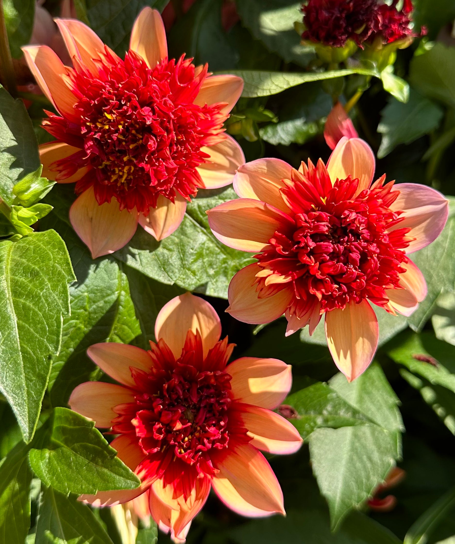 Gitty Up | Honey Bee Dahlias