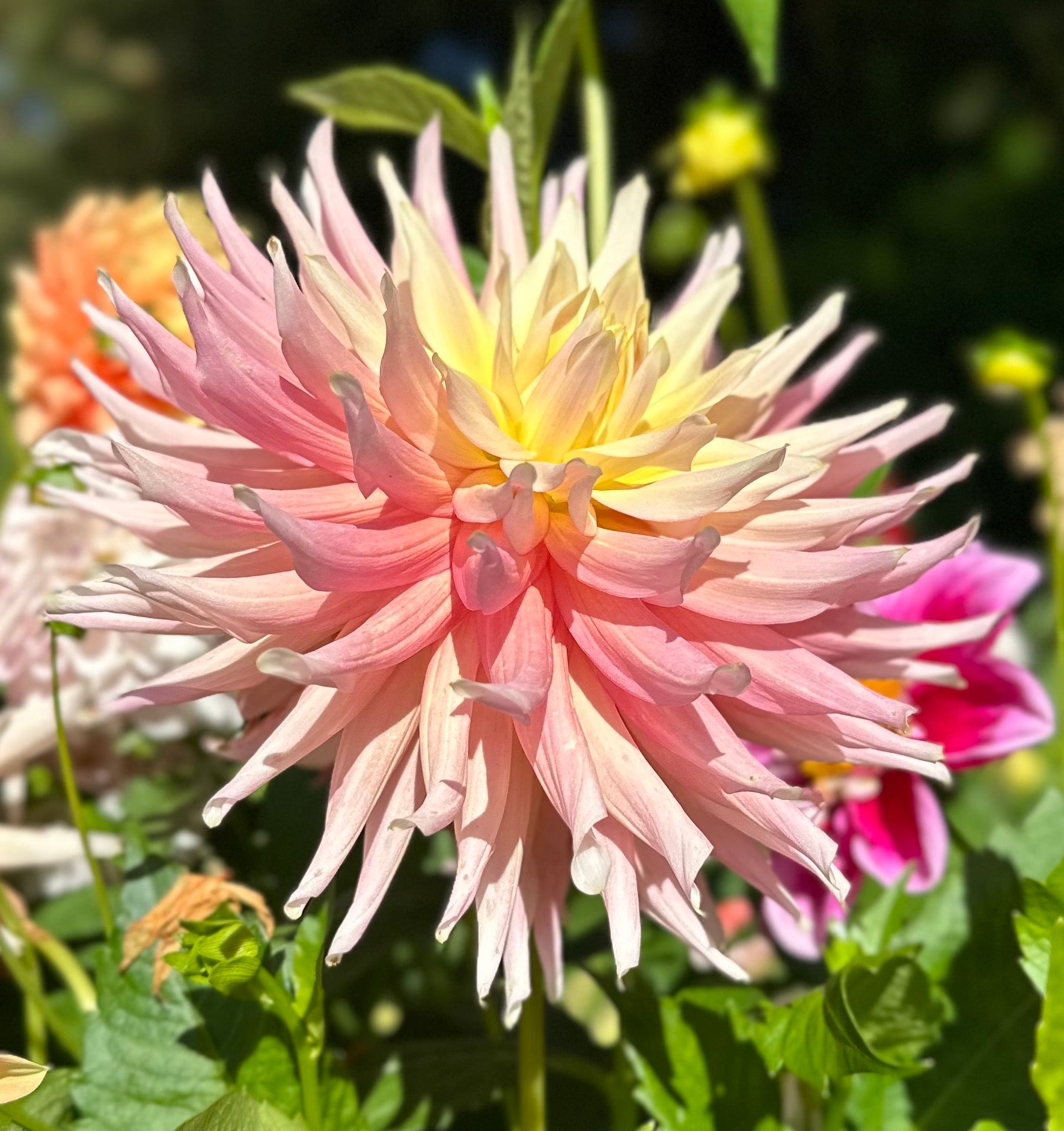 Clearview Jonas | Honey Bee Dahlias
