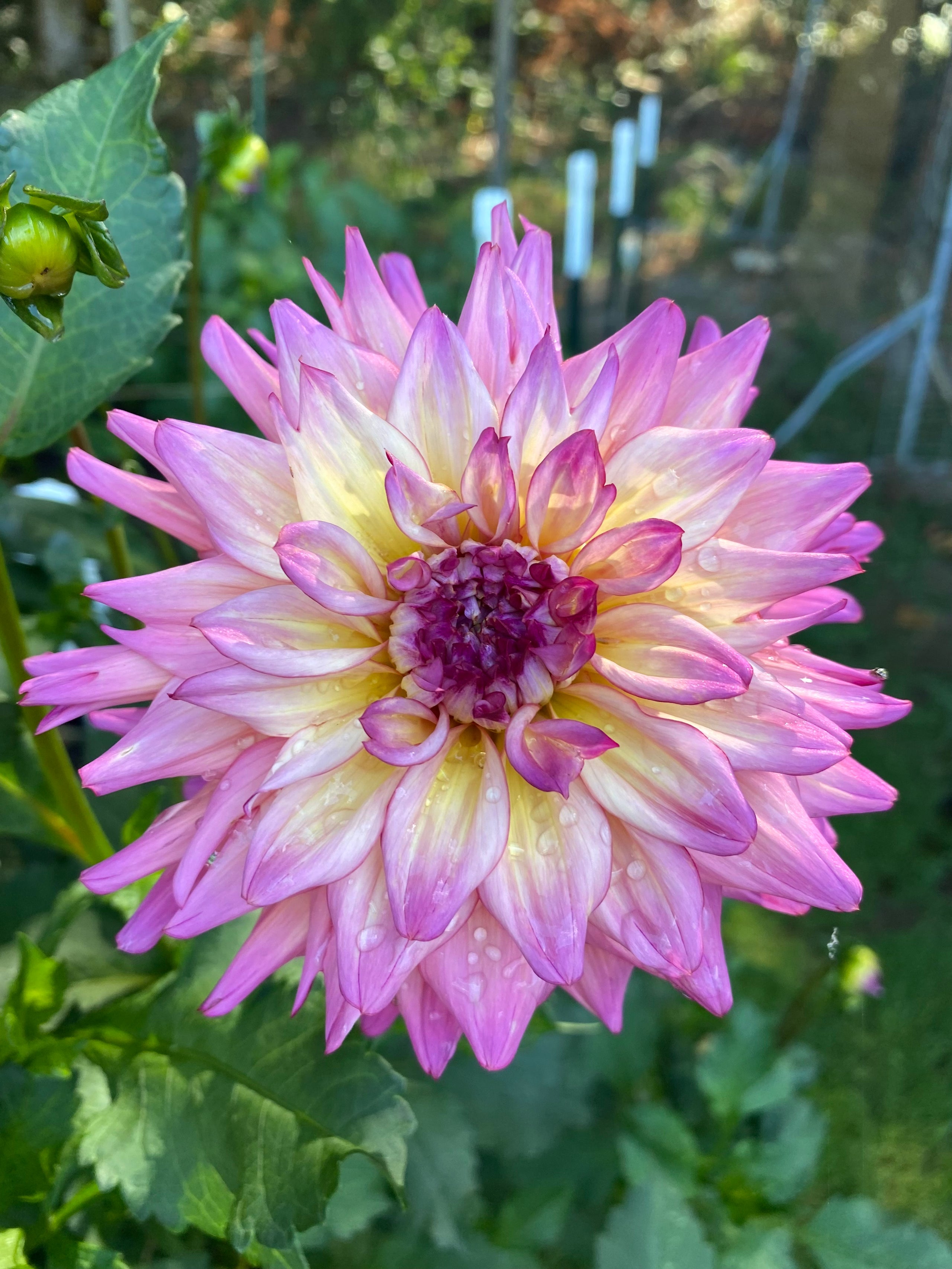 Bahama Mama Honey Bee Dahlias