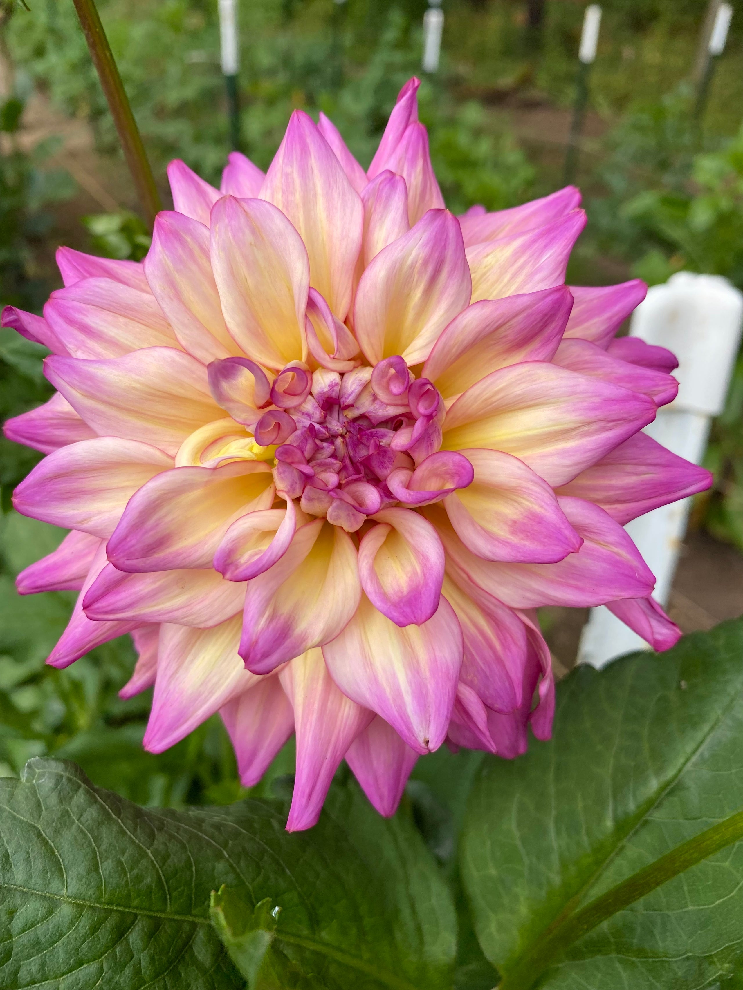 Bahama Mama Honey Bee Dahlias