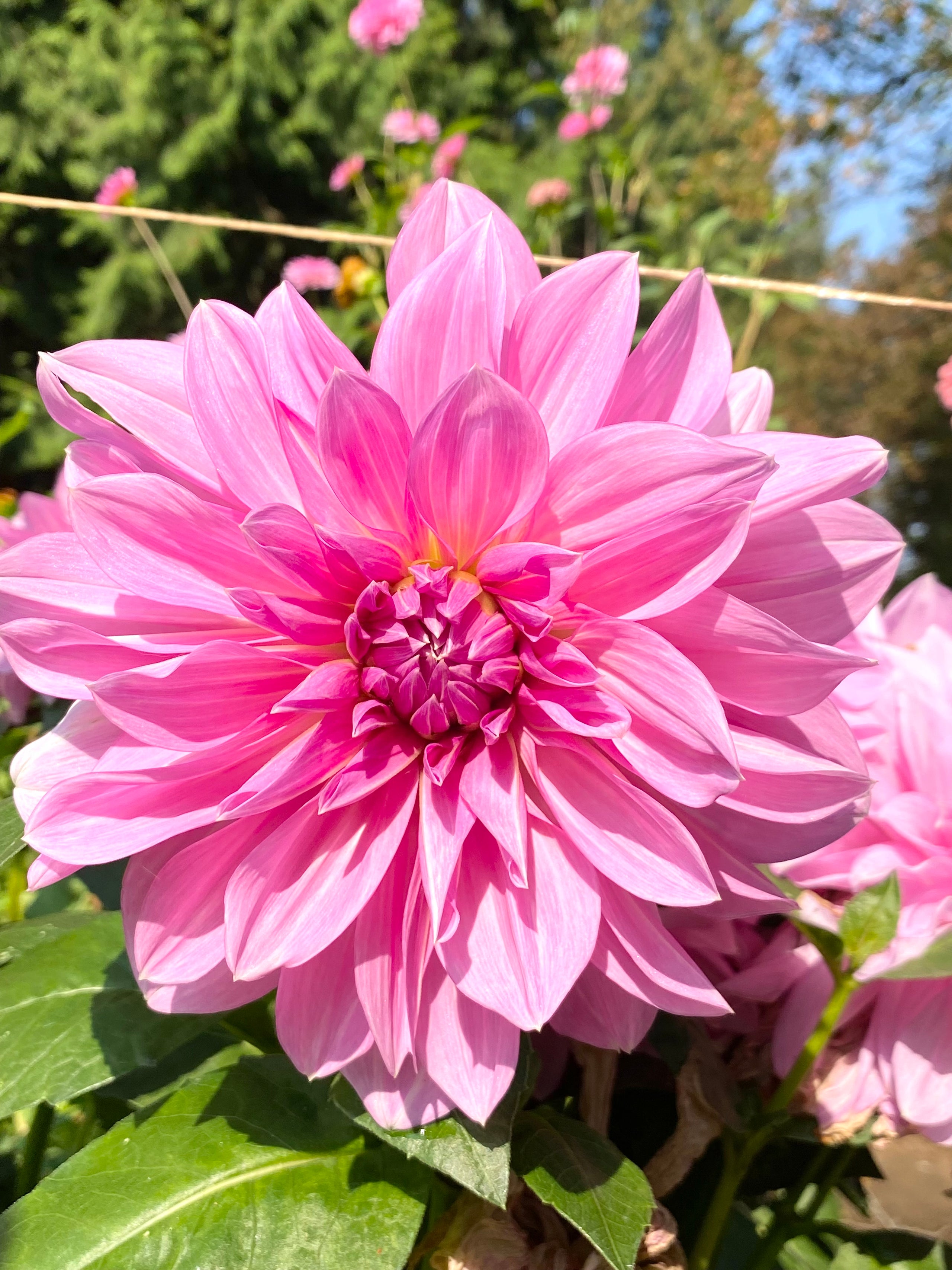 Lavender Ruffles | Honey Bee Dahlias