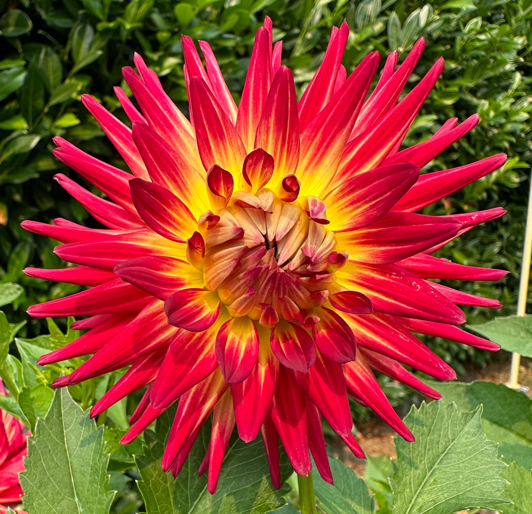 AC Sadie | Honey Bee Dahlias AC Sadie | Honey Bee Dahlias
