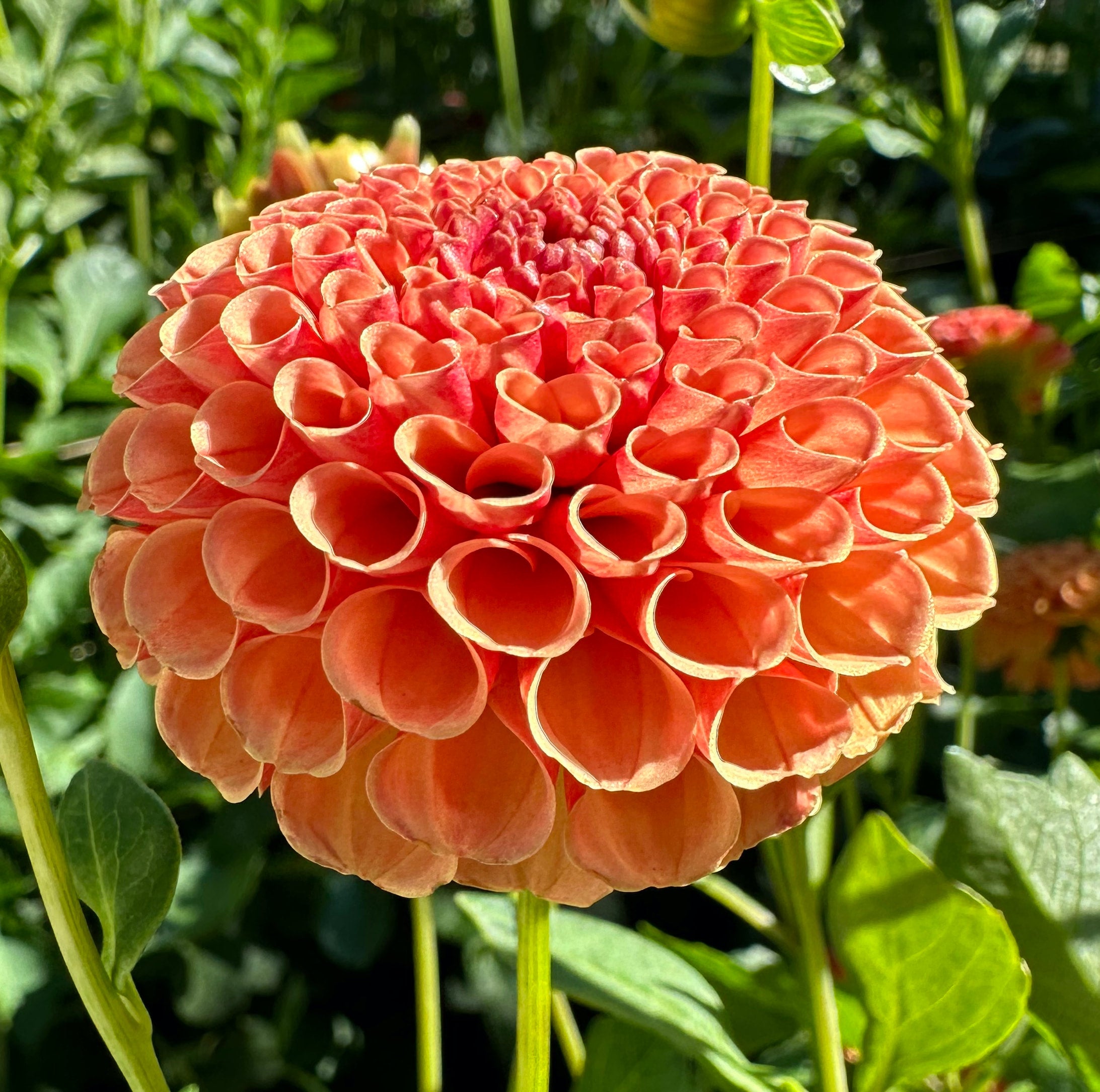 Amber Queen | Honey Bee Dahlias