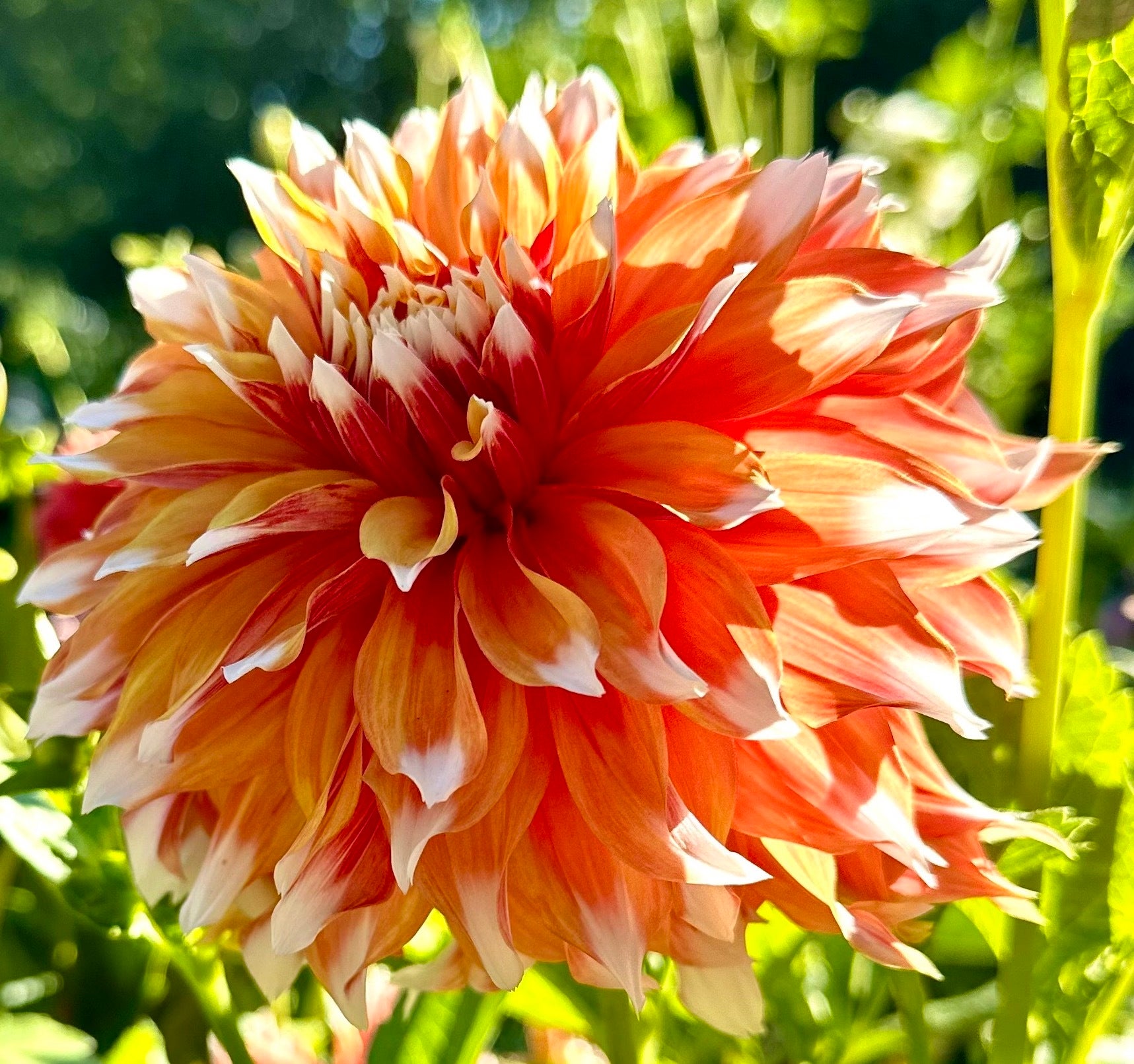 Bloomquist Candy Corn | Honey Bee Dahlias