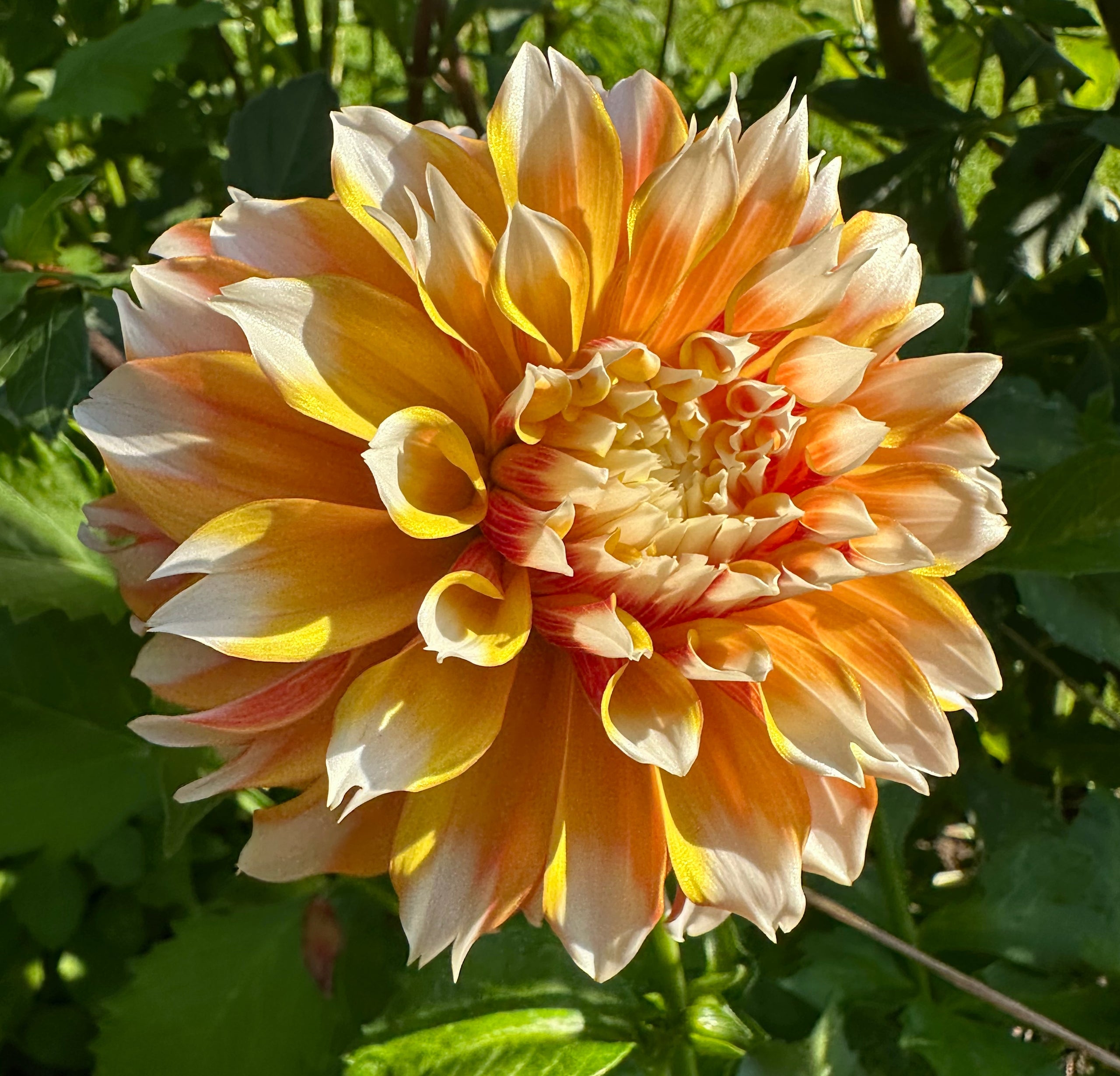 Bloomquist Candy Corn | Honey Bee Dahlias