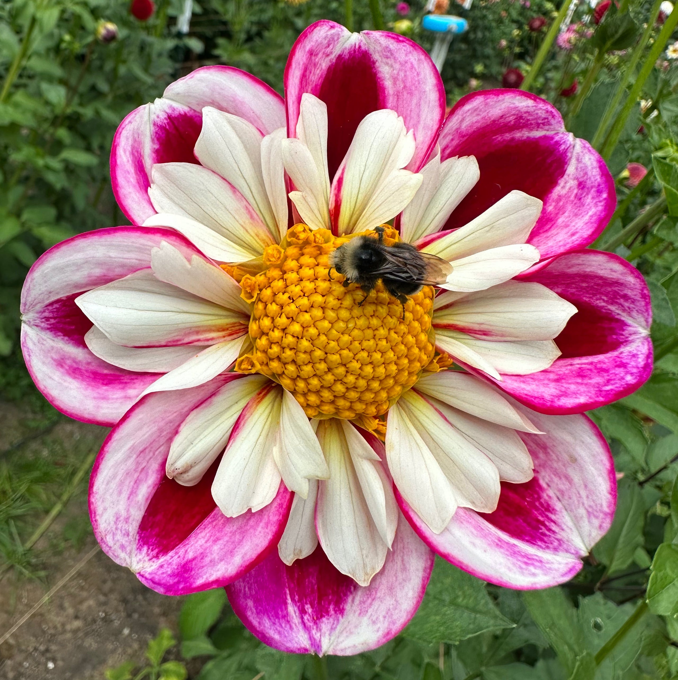 Bumble Rumble | Honey Bee Dahlias