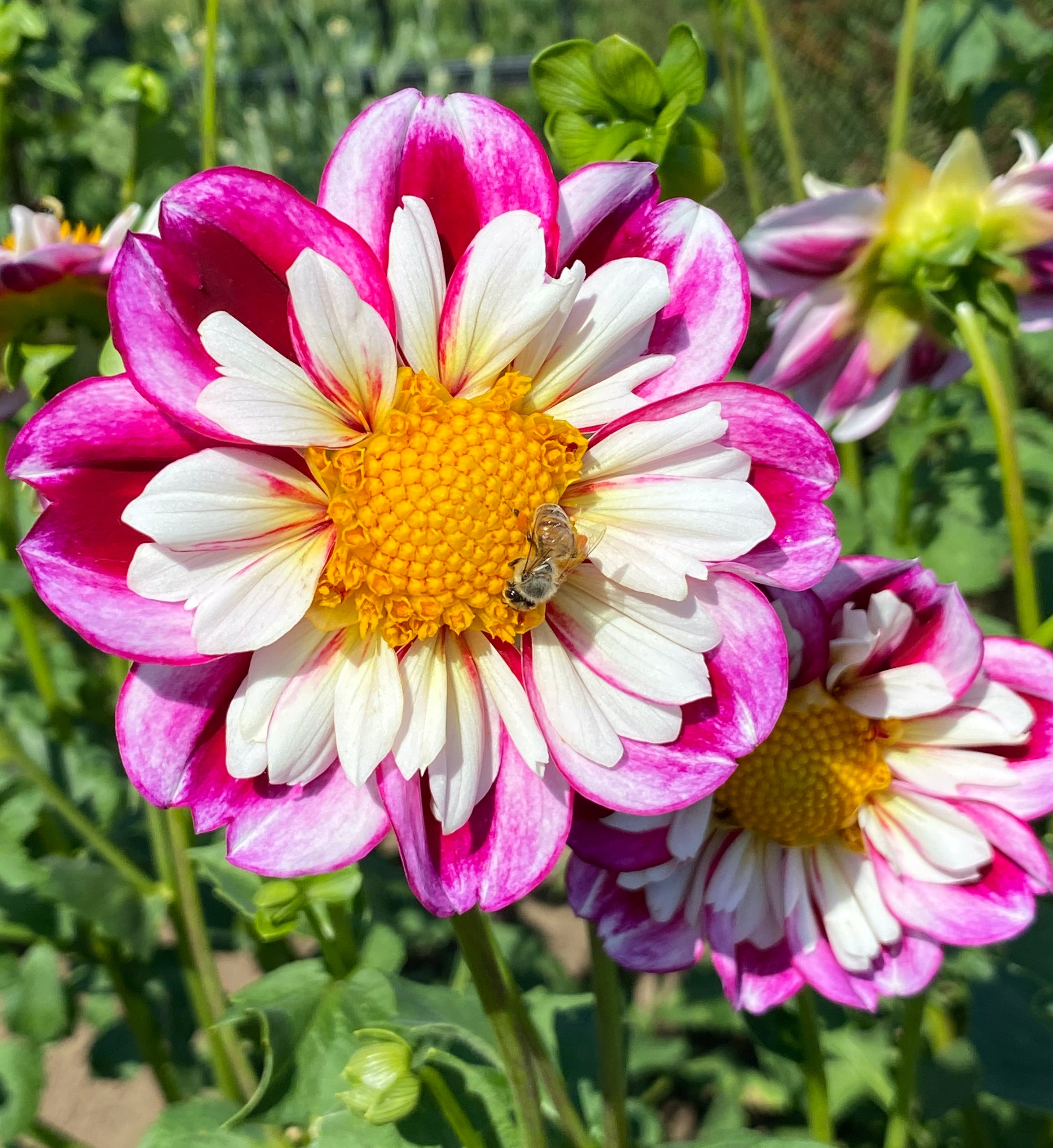Bumble Rumble | Honey Bee Dahlias