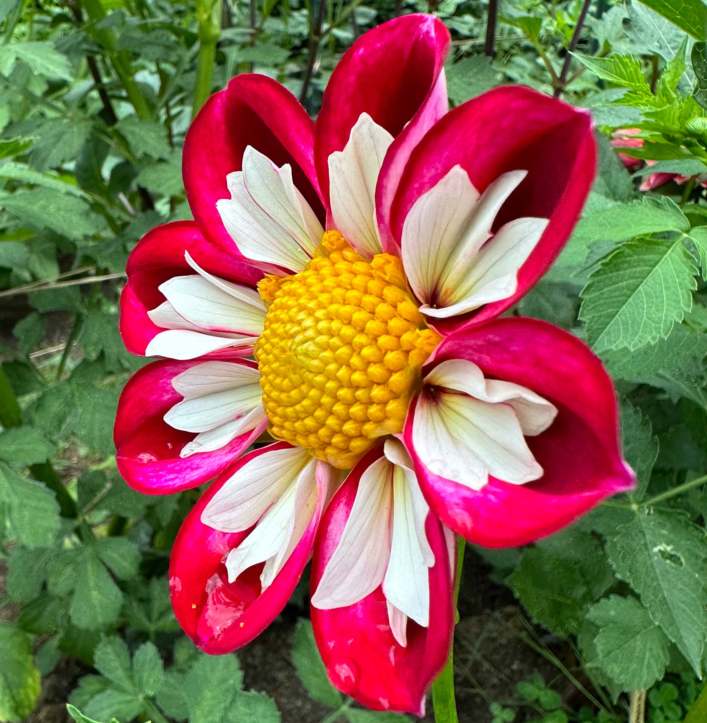 Bumble Rumble | Honey Bee Dahlias