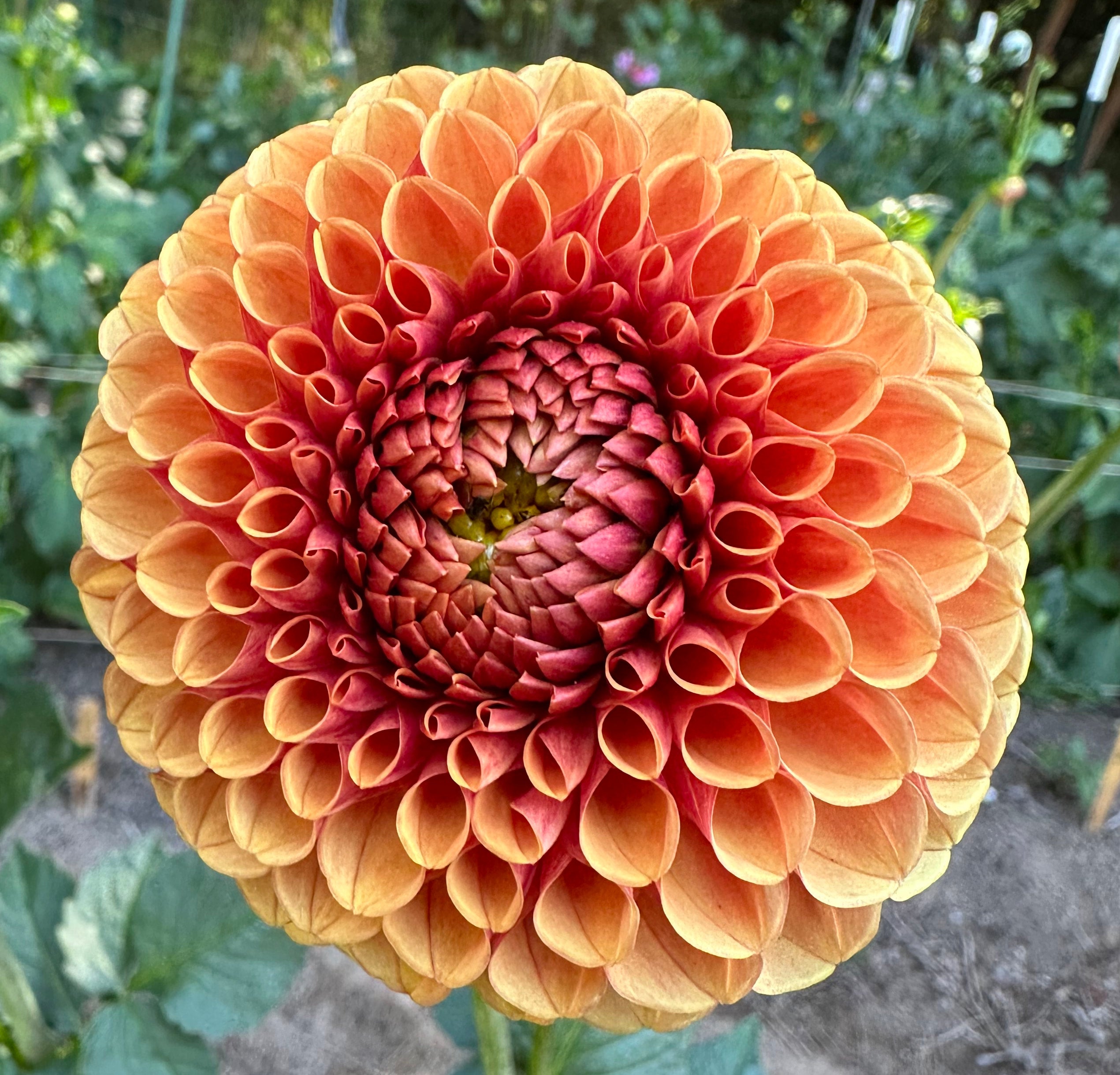 Hy Suntan | Honey Bee Dahlias