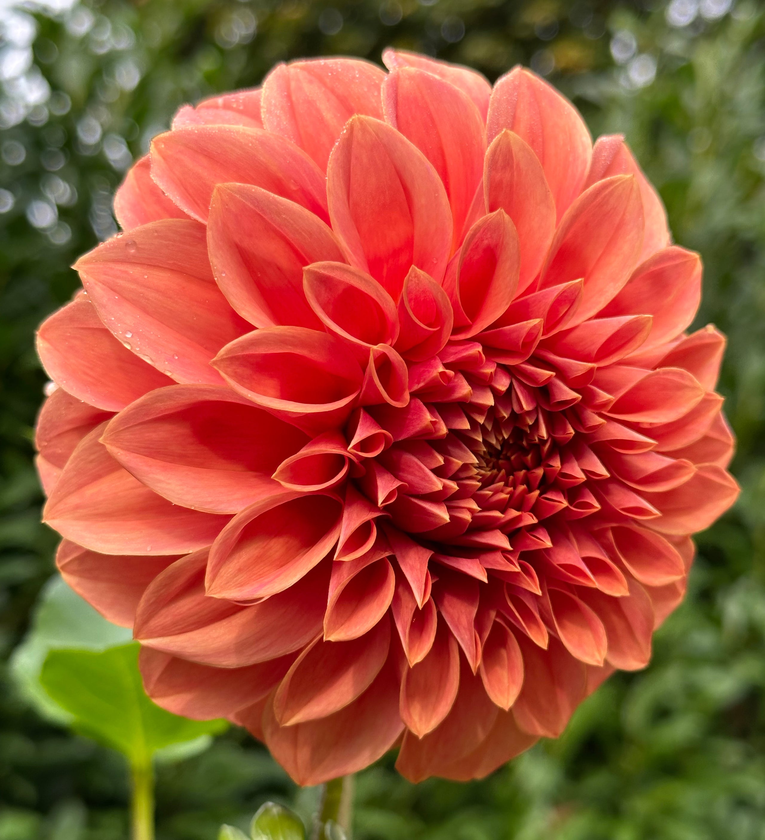 Sylvia Craig Hunter | Honey Bee Dahlias