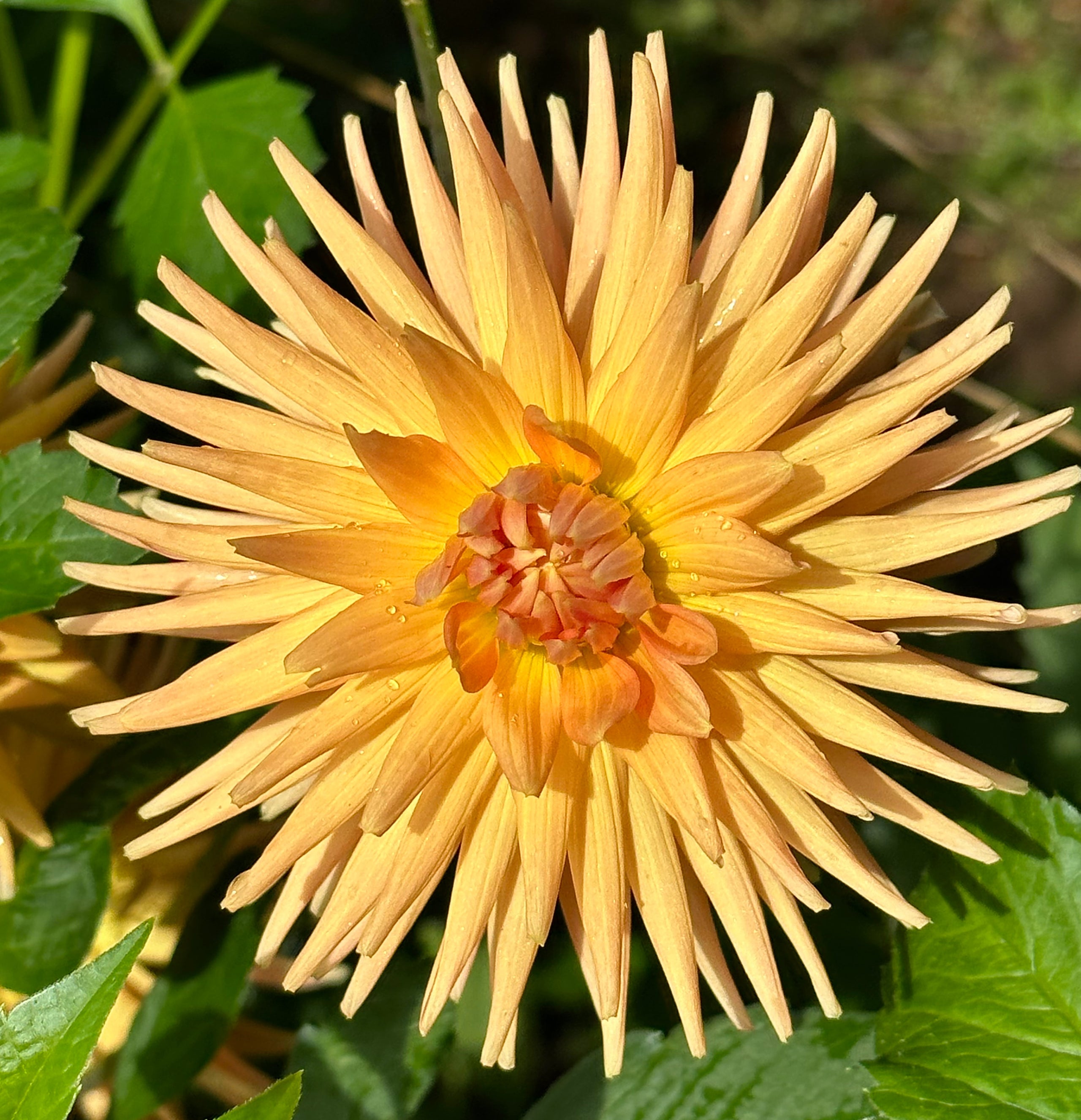 Hollyhill Jitterbug | Honey Bee Dahlias