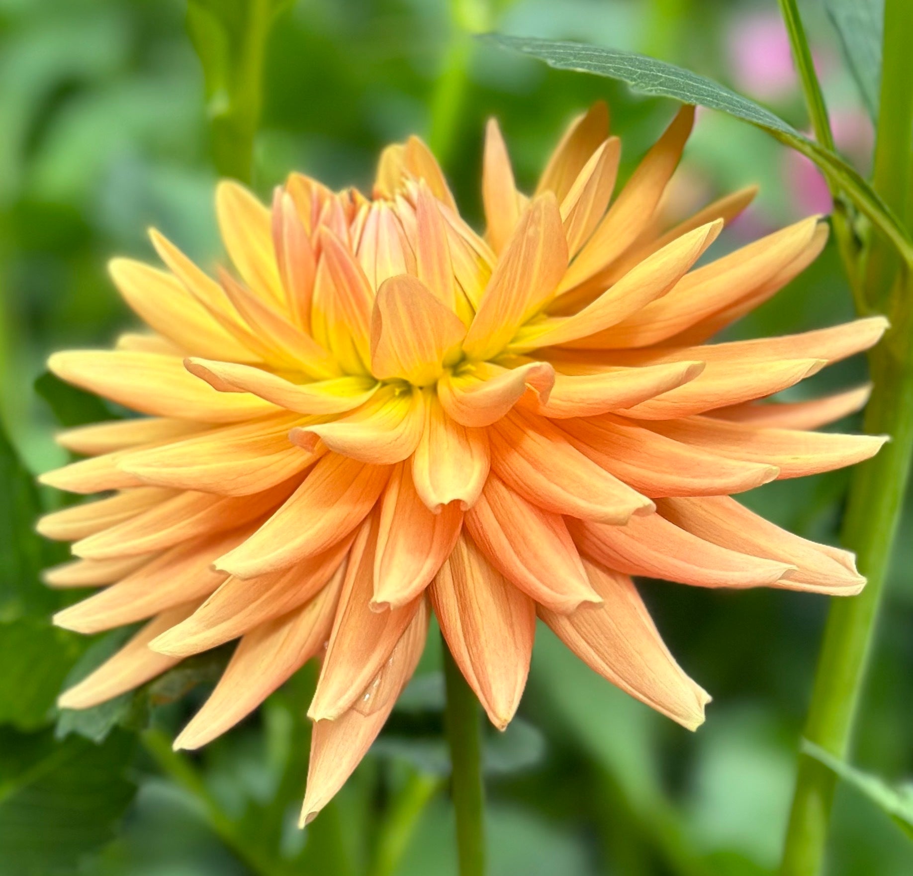 Hollyhill Jitterbug | Honey Bee Dahlias