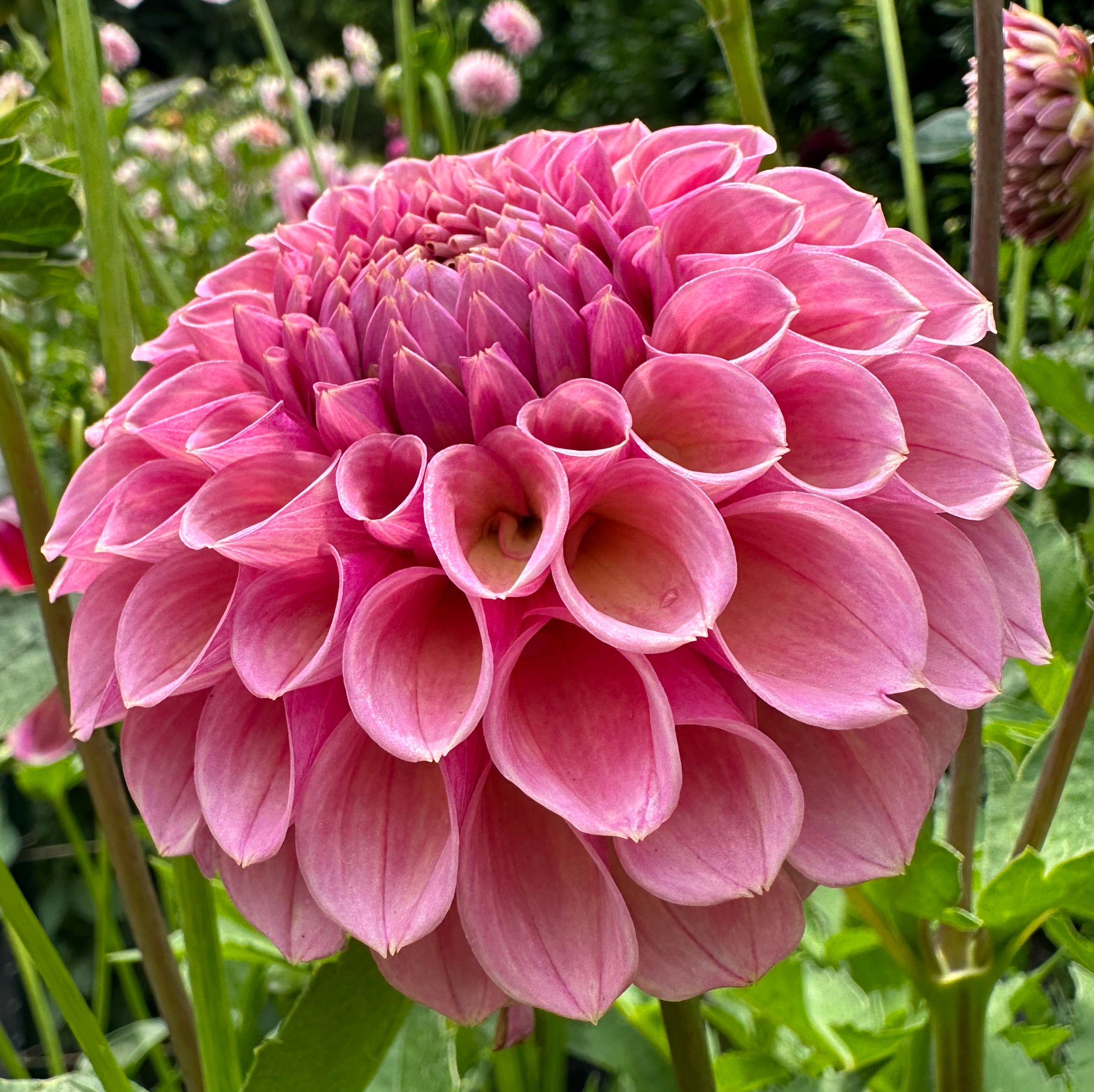 Bracken Rose | Honey Bee Dahlias