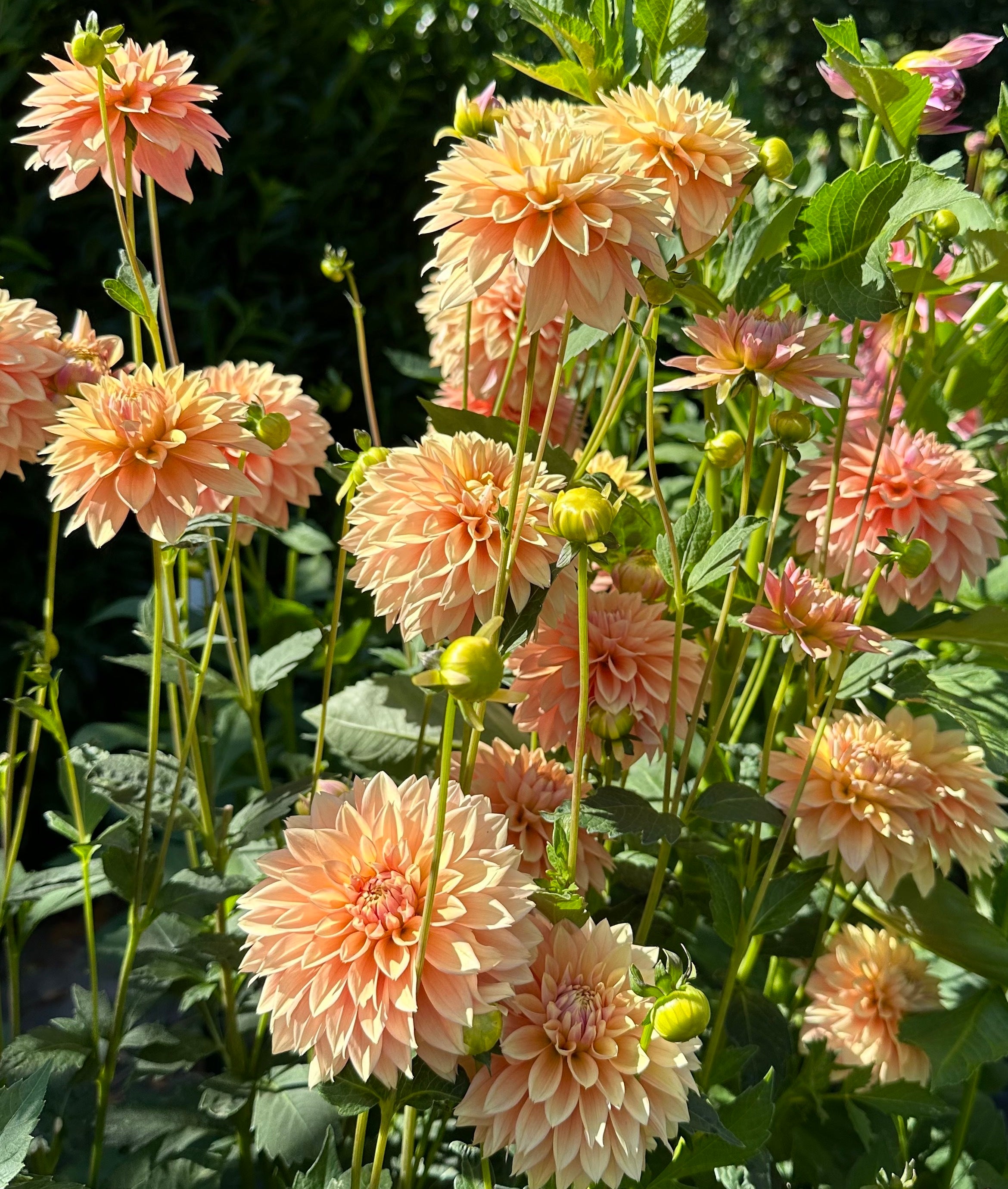 Kick Off | Honey Bee Dahlias