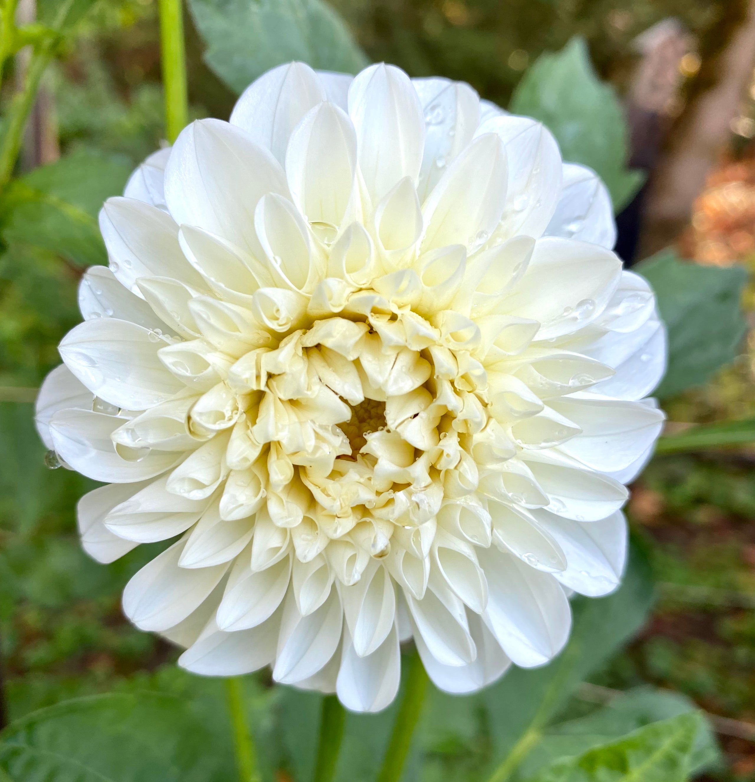 Boom Boom White | Honey Bee Dahlias